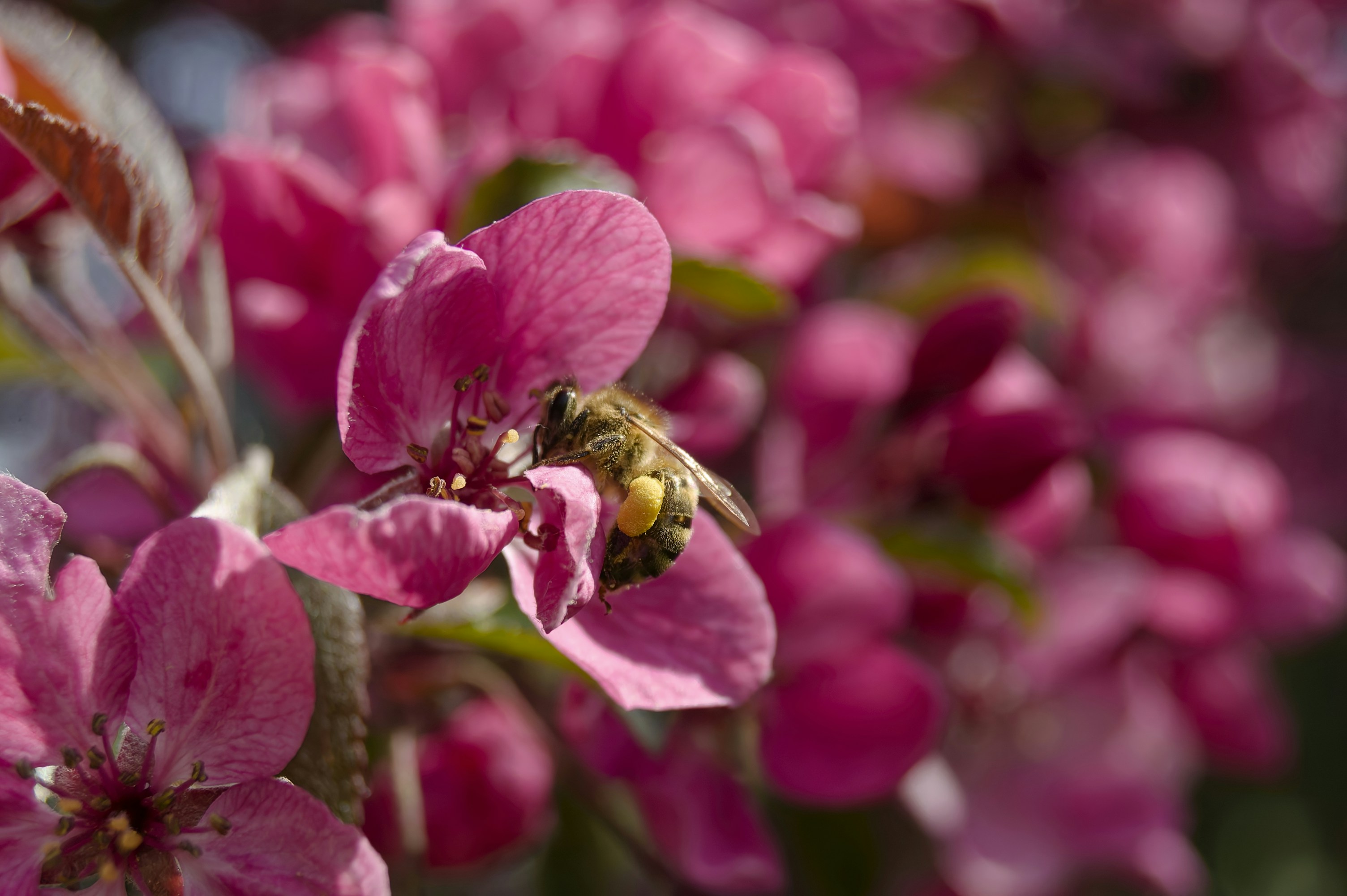 Bee on Pink Blossom: Quiet Focus in a Garden Patch