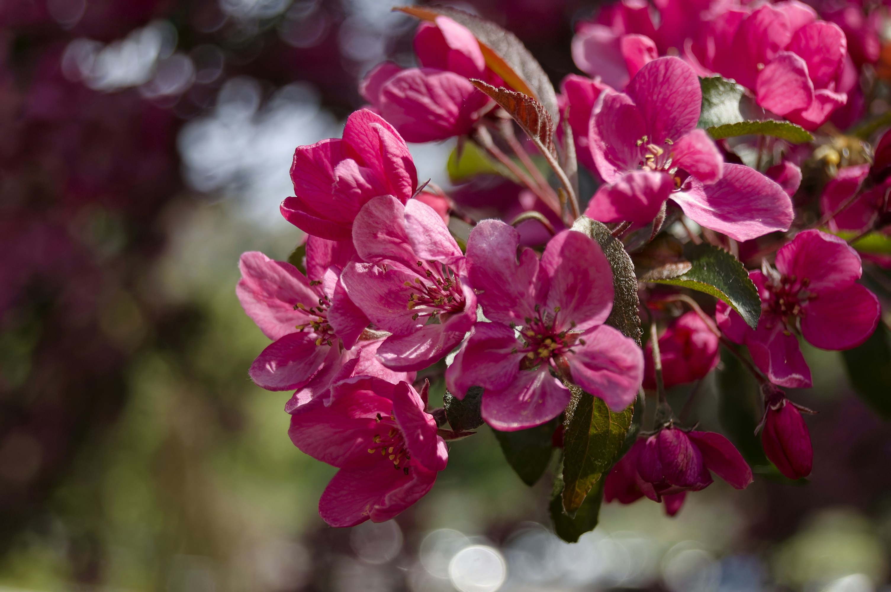 Petals in Focus: a vibrant cluster of pink blossoms against a softly blurred background