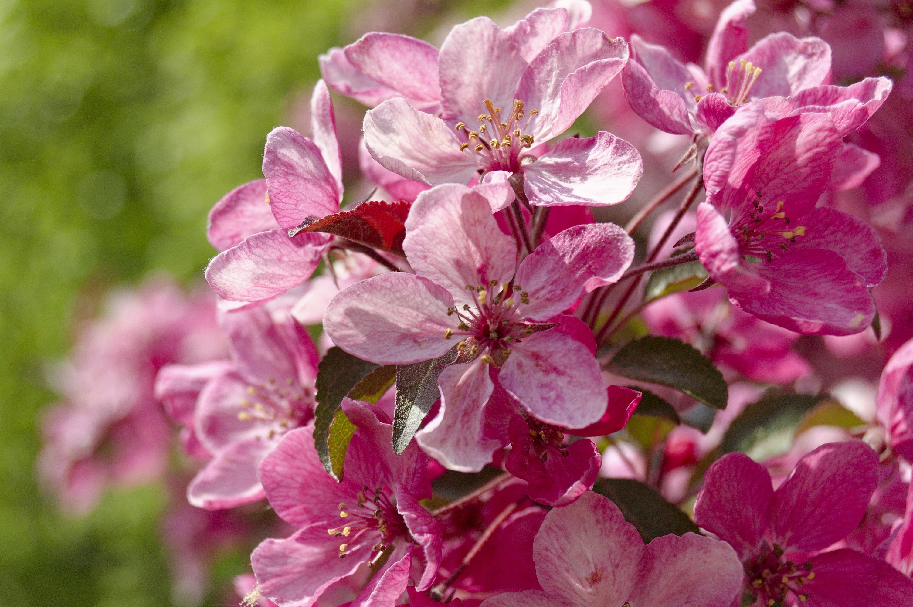 Pink Blossom Parade: A Burst of Spring in Focus