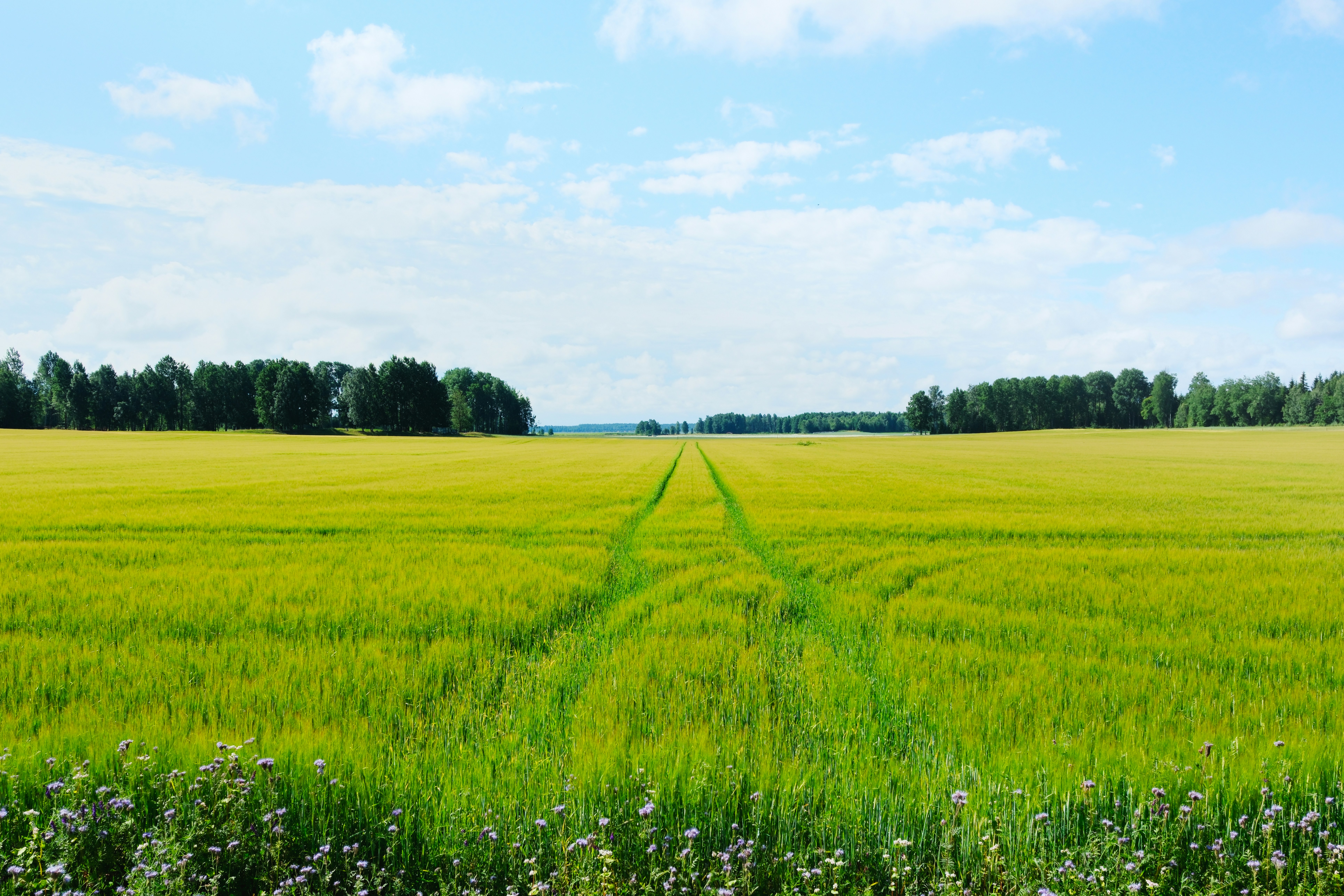 Field Divide: A Bright Horizon of Green and Gold