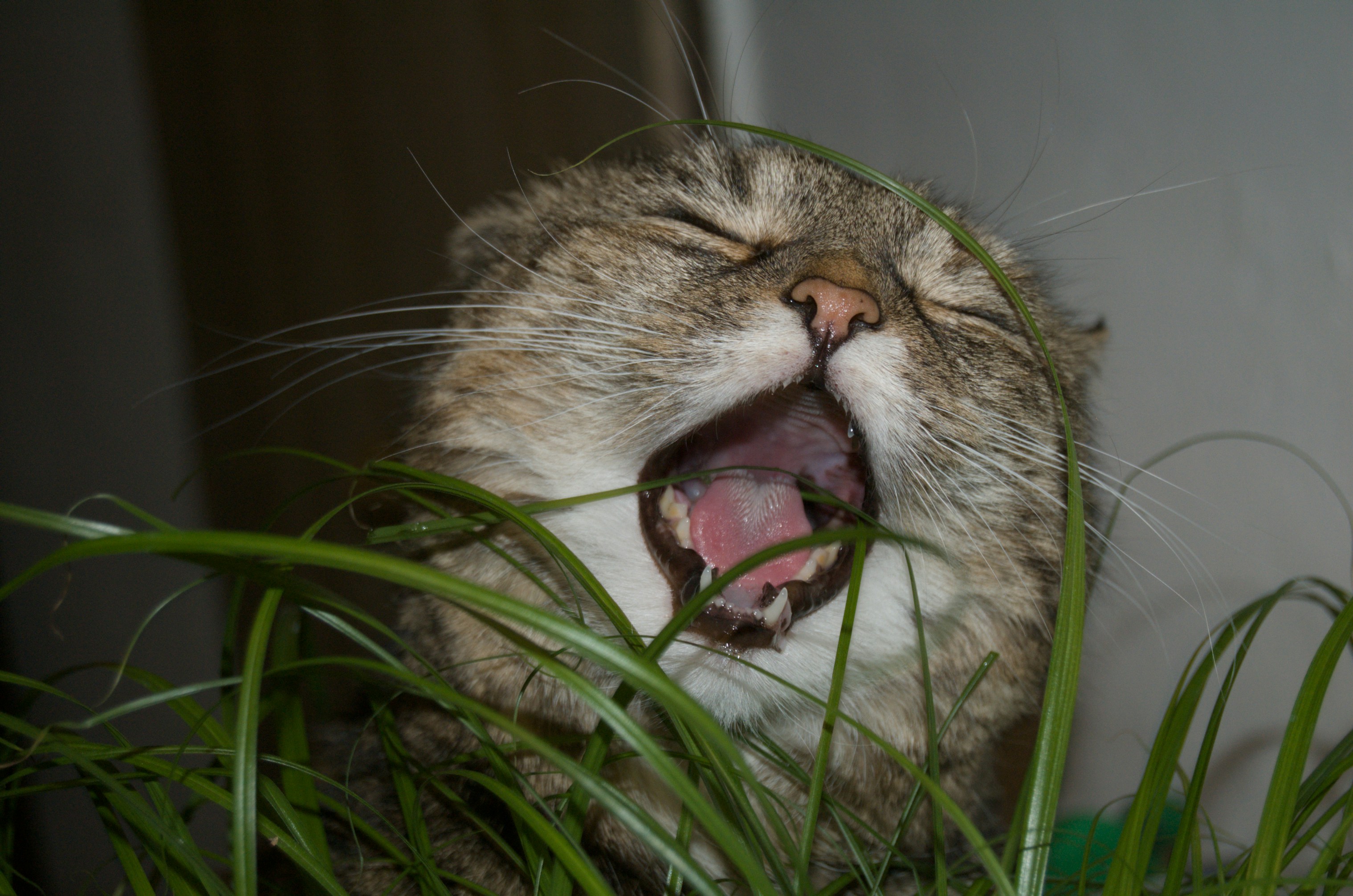 Yawning tabby: a whiskered moment of wild quiet