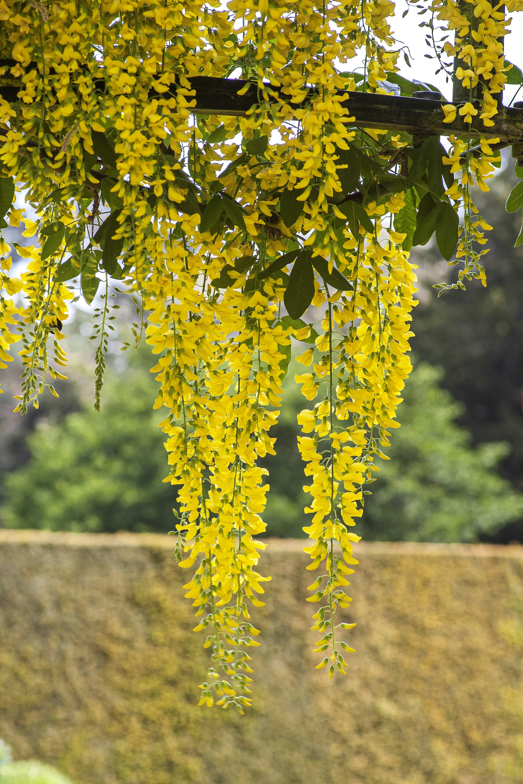Golden Cascade: Weeping Blossoms Framing a Quiet Terrace