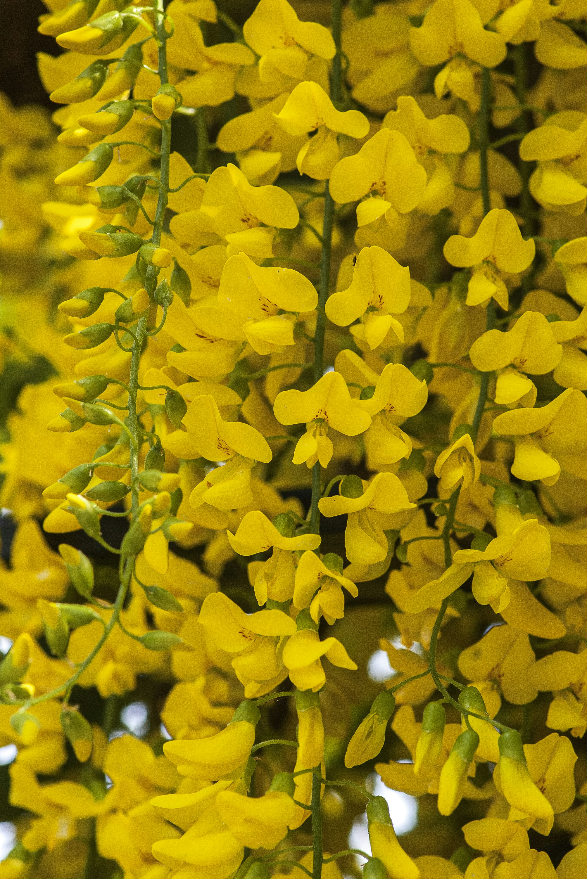 Vibrant yellow golden chain tree blossoms in sunlight.