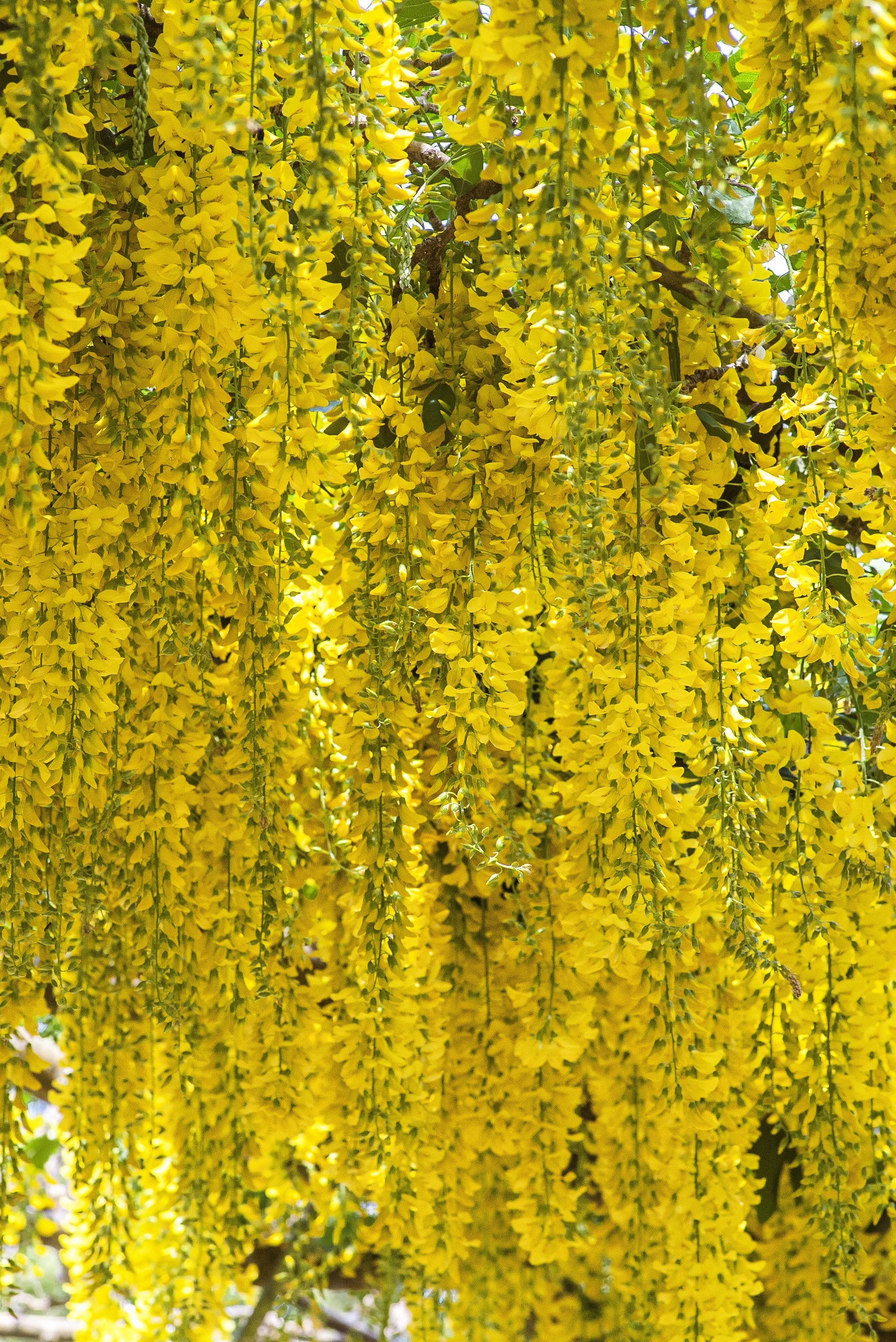 Golden Curtain: Cascades of Mellow Yellow