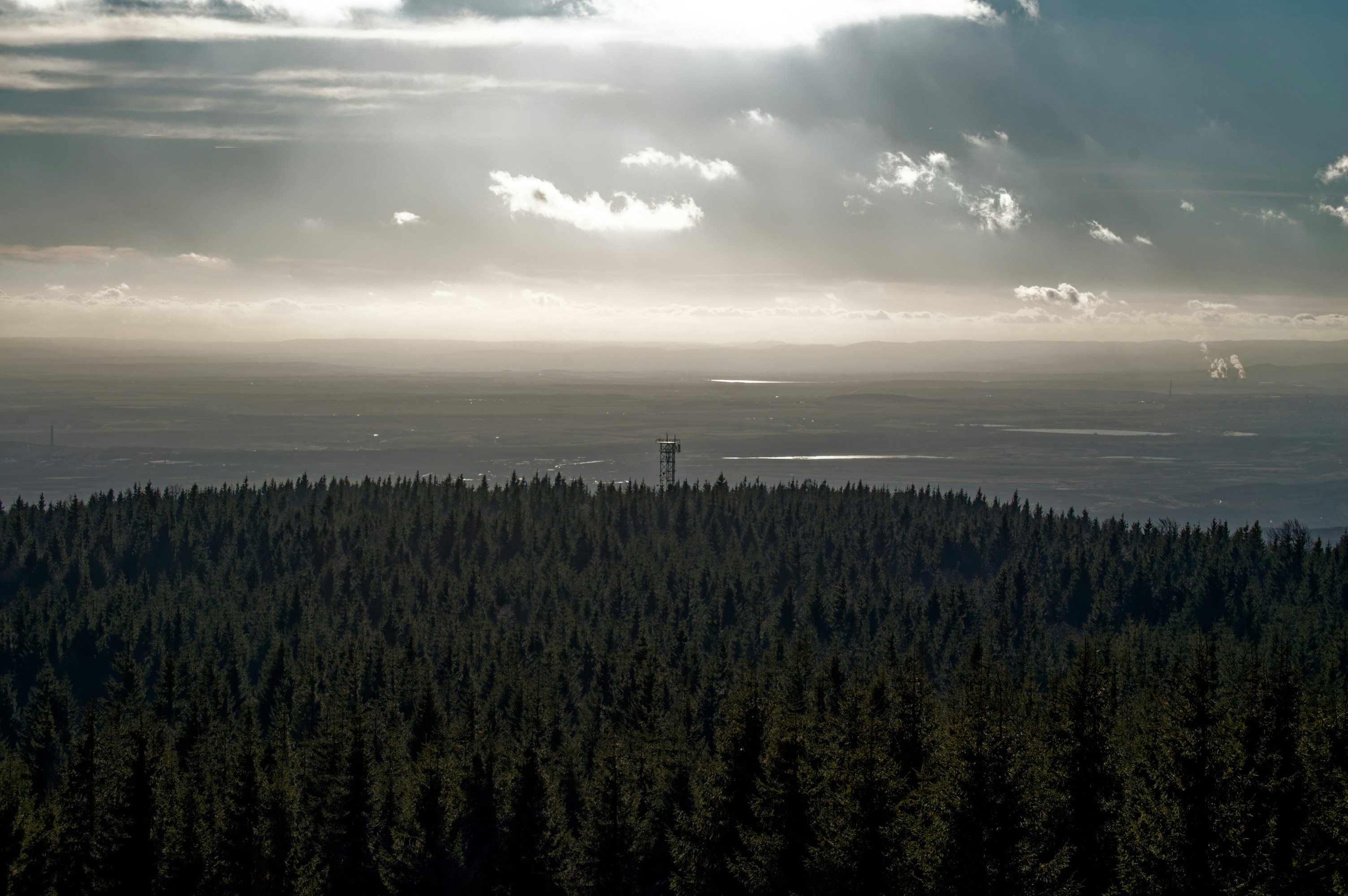Sunlit horizon over a dense pine forest with a distant beacon and a calm sea beyond; the scene emphasizes depth and atmospheric perspective.