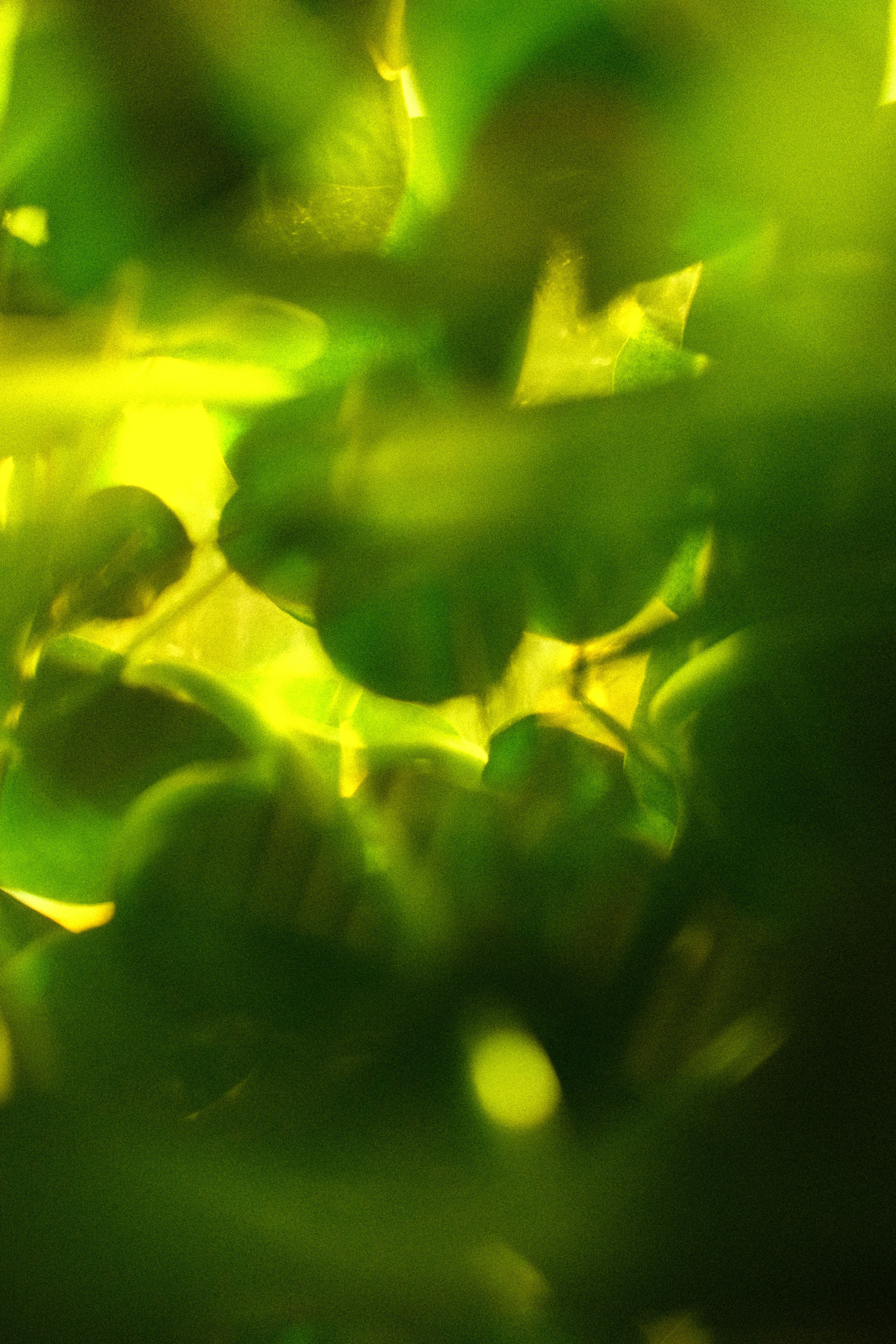 Emerald Veil: An Abstract Play of Light and Foliage