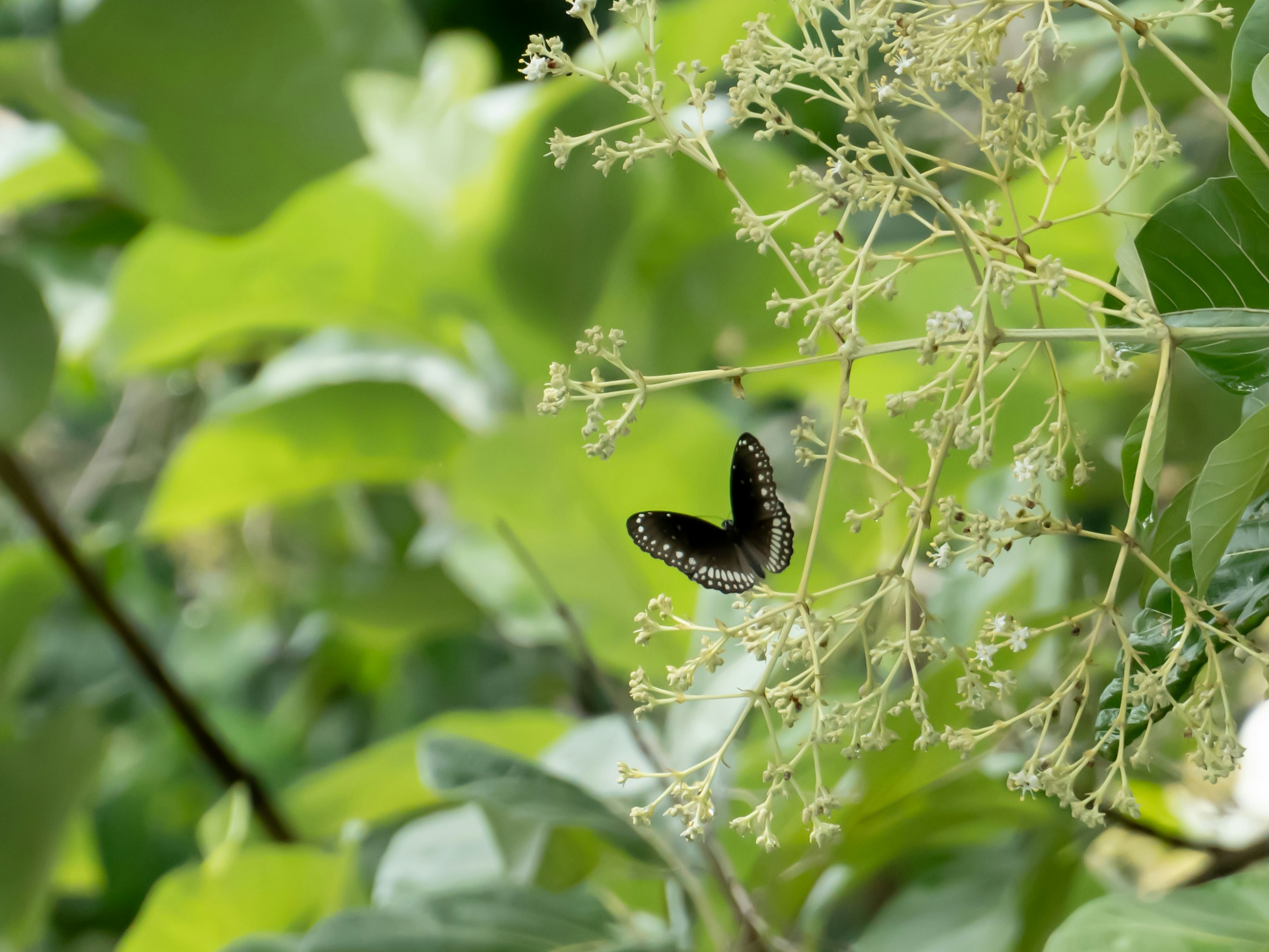 Midflight in a Green Canopy: A Black Butterfly on Seeding Tendrils