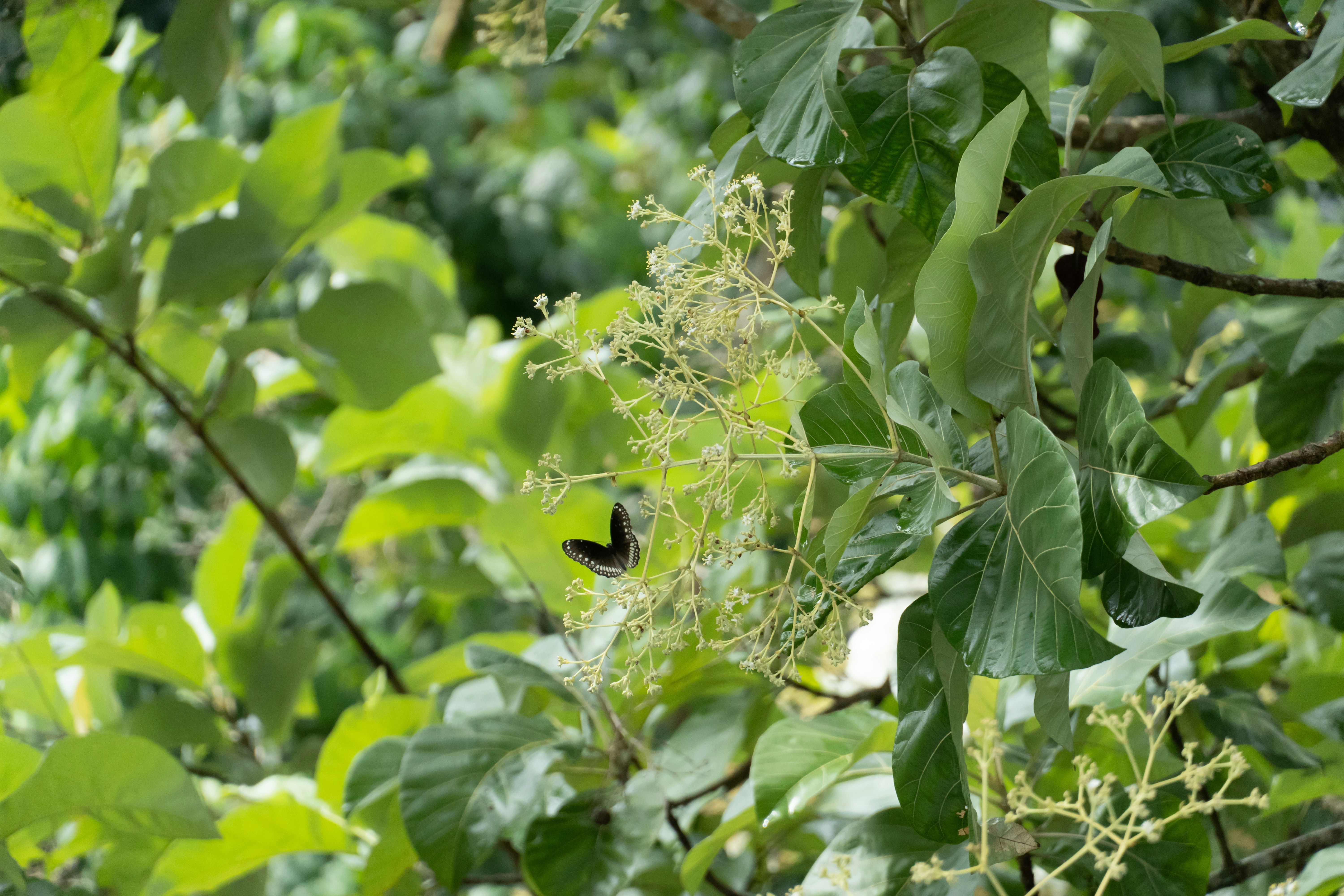 Butterfly Amid Green Veil: Delicate Dance on Flowering Tendrils