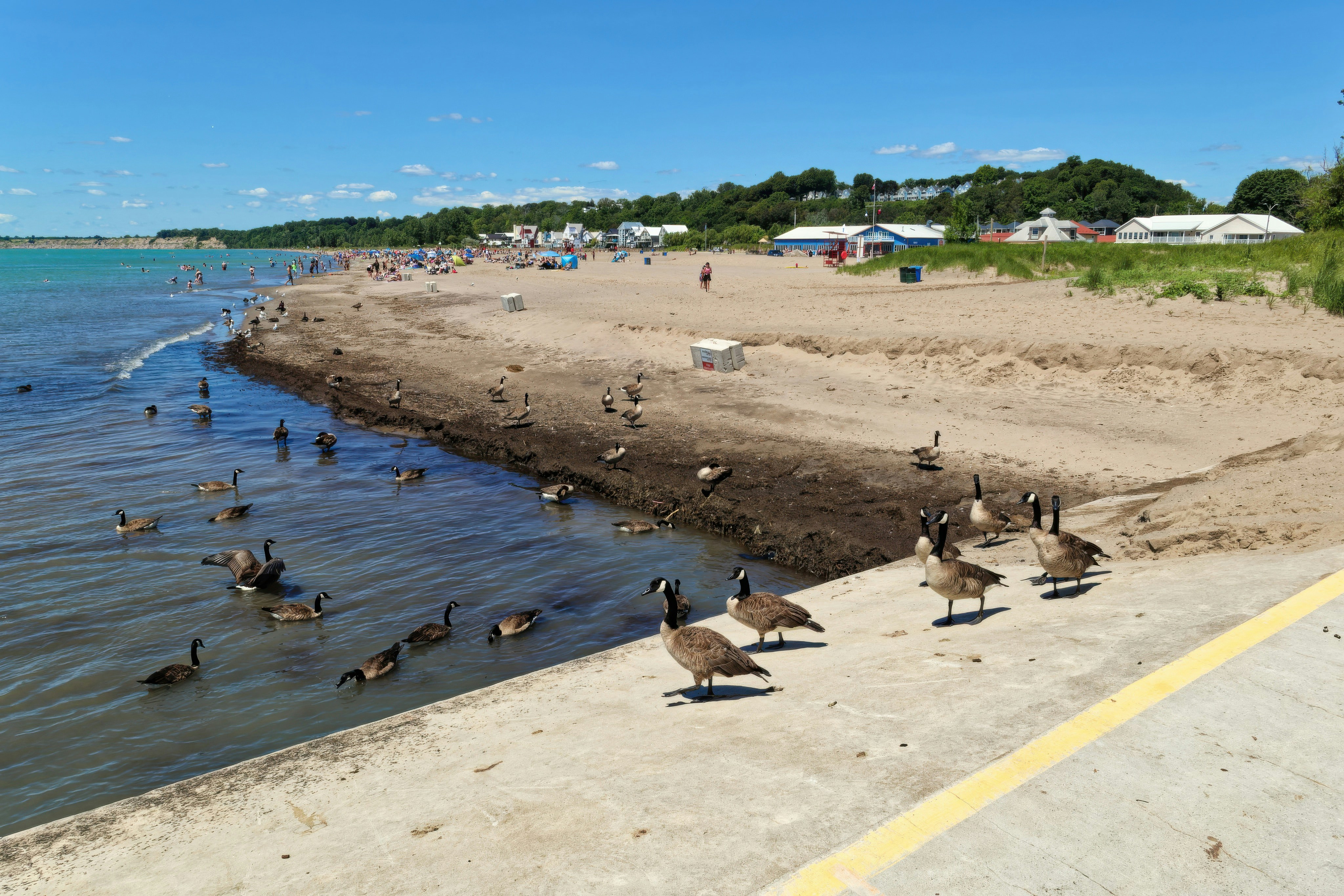 Sunlit beach scene with a flock of seabirds near a concrete pier and a distant shoreline dotted with beachgoers.