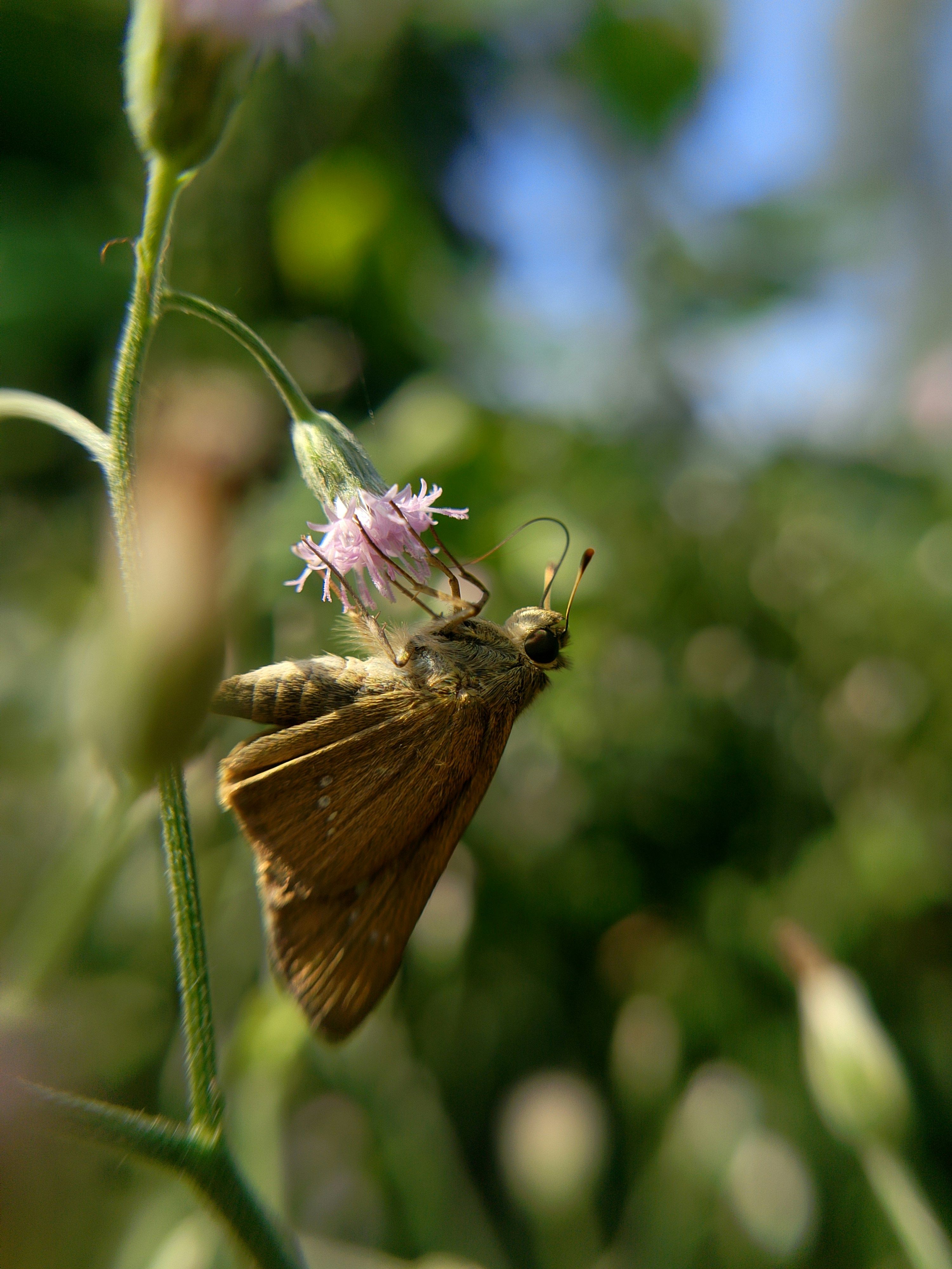 A detailed macro photograph of a skipper butterfly clinging upside down to a delicate pink wildflower while feeding. Highlighting golden brown wings, fine antennae, and intricate textures, this shot captures tiny wildlife details against a natural, creamy green bokeh background. Ideal for botanical blogs, insect studies, environmental editorials, nature website banners, and clean desktop wallpapers. Discover more high-quality macro photography, wildlife captures, and outdoor imagery on our official portfolio site at alphawilds.in.
