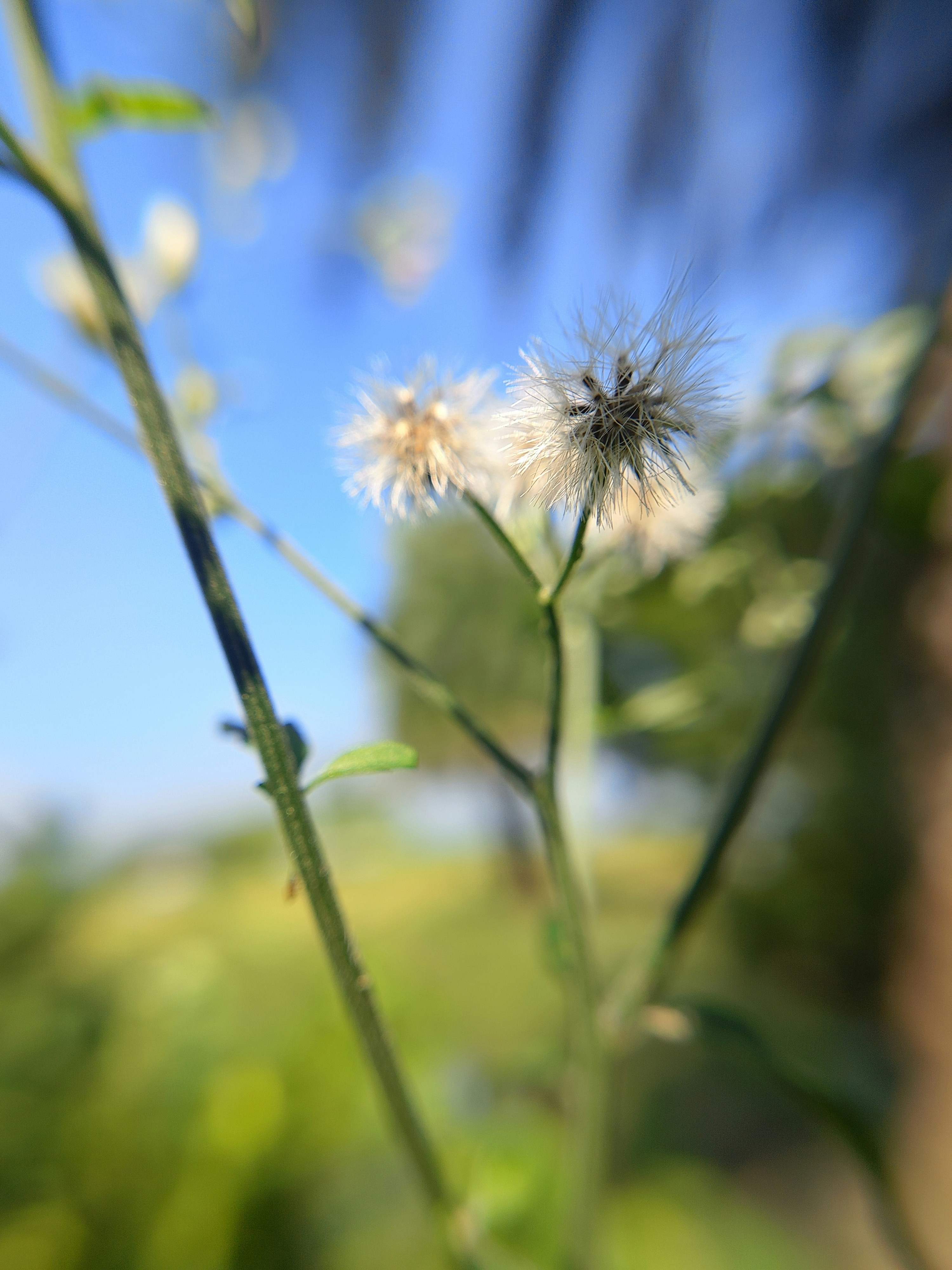 A low-angle macro photograph featuring fluffy dandelion-style seed heads reaching up toward a vibrant blue sky and soft green bokeh landscape. Capturing fine white seed tufts and delicate stems, this picture embodies the airy, peaceful essence of wild nature and sunny days. Perfect for botanical blogs, environmental articles, outdoor website headers, wellness visuals, and serene wallpapers. Discover more high-quality macro photography, botanical captures, and wild visual stories on our official portfolio site at alphawilds.in.