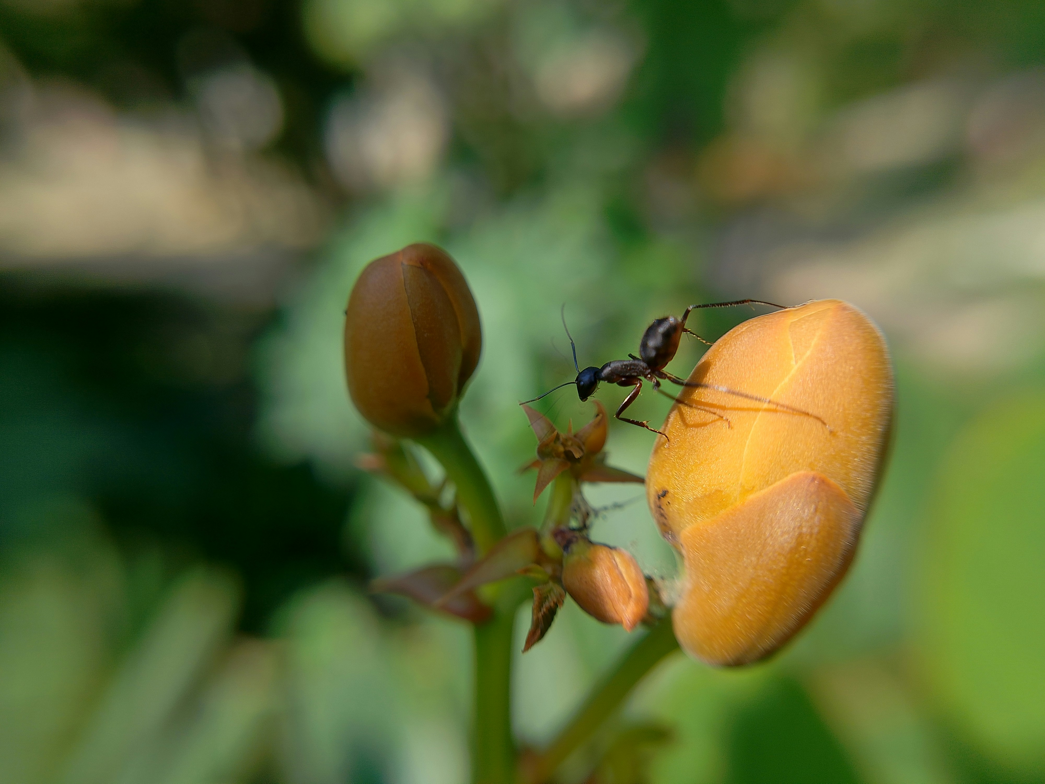 Macro shot of a small ant on an orange blossom bud with a blurred green background, highlighting fine textures and insect details.