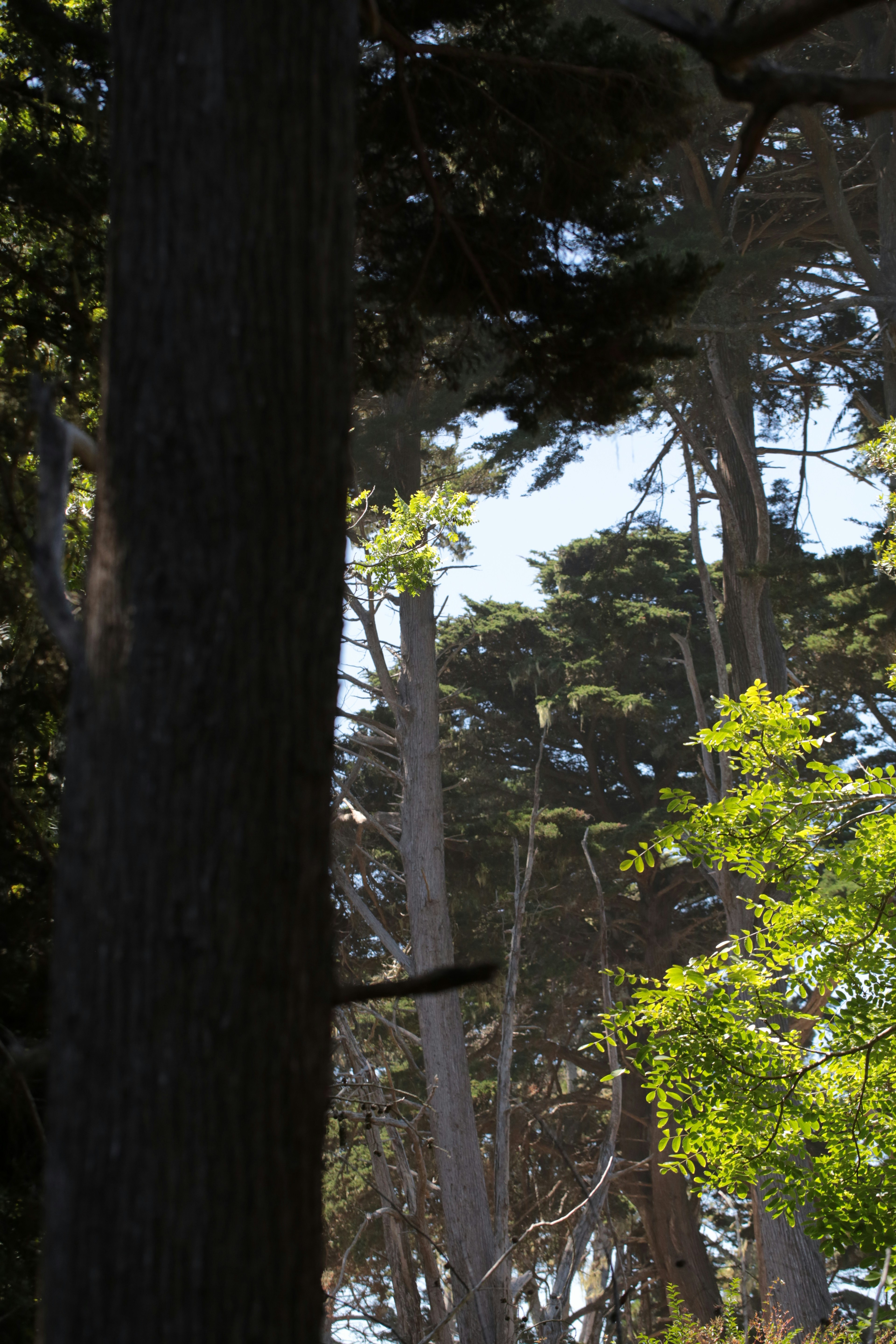 Sunlit Pines Through a Dappled Forest