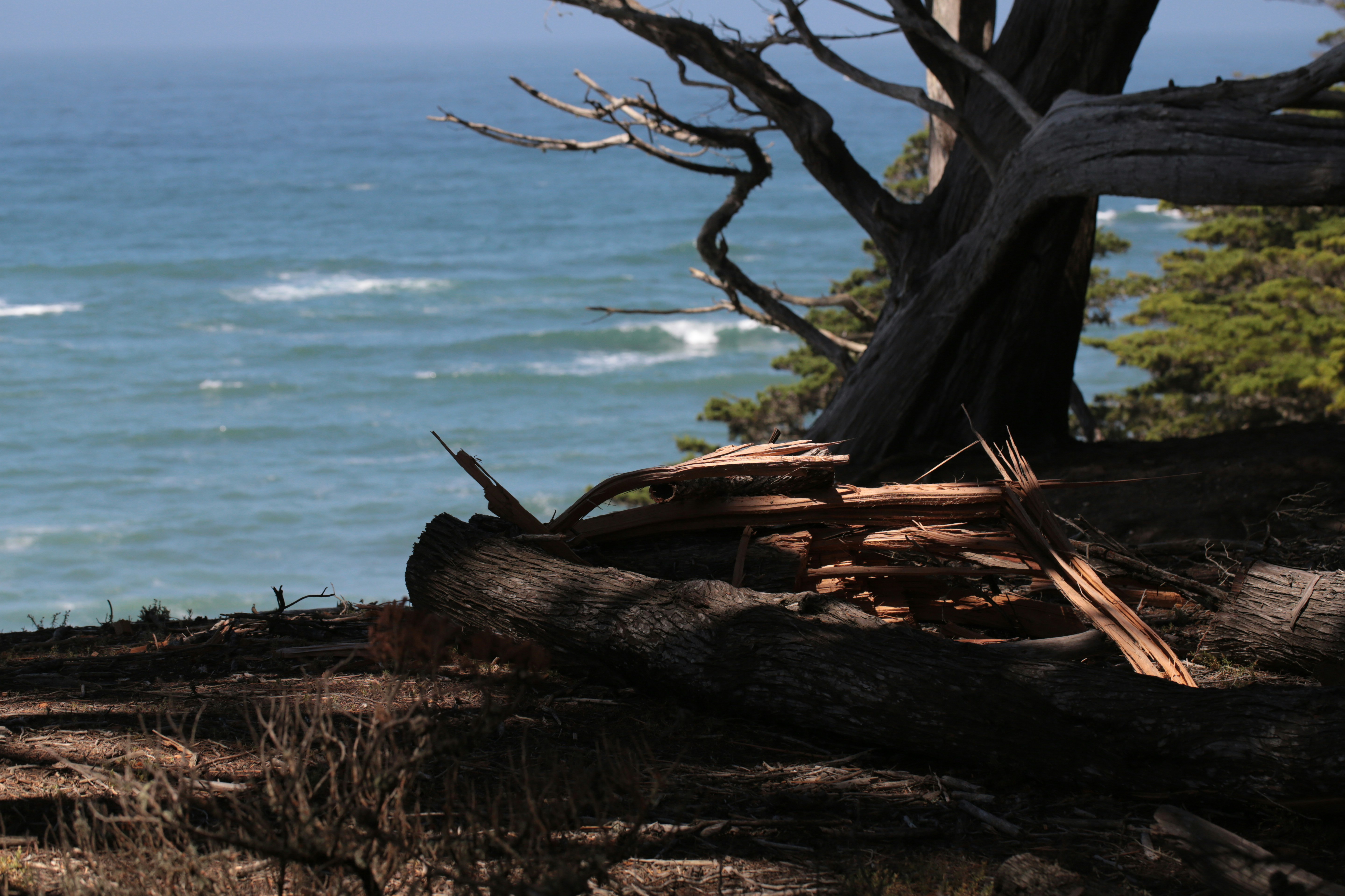 Driftwood Sentinel by the Sea