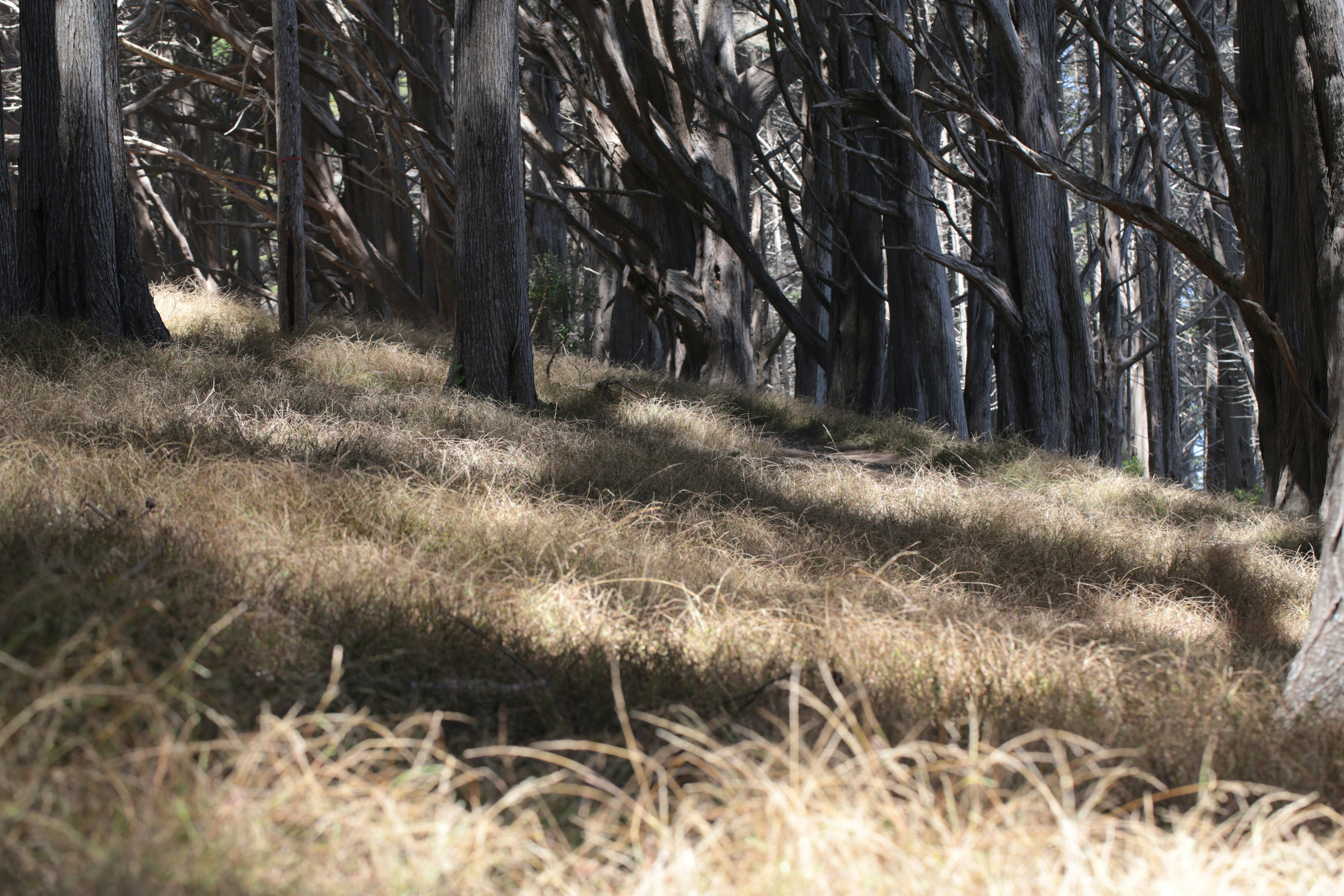 Sunlit tussock in a shadowed pine grove