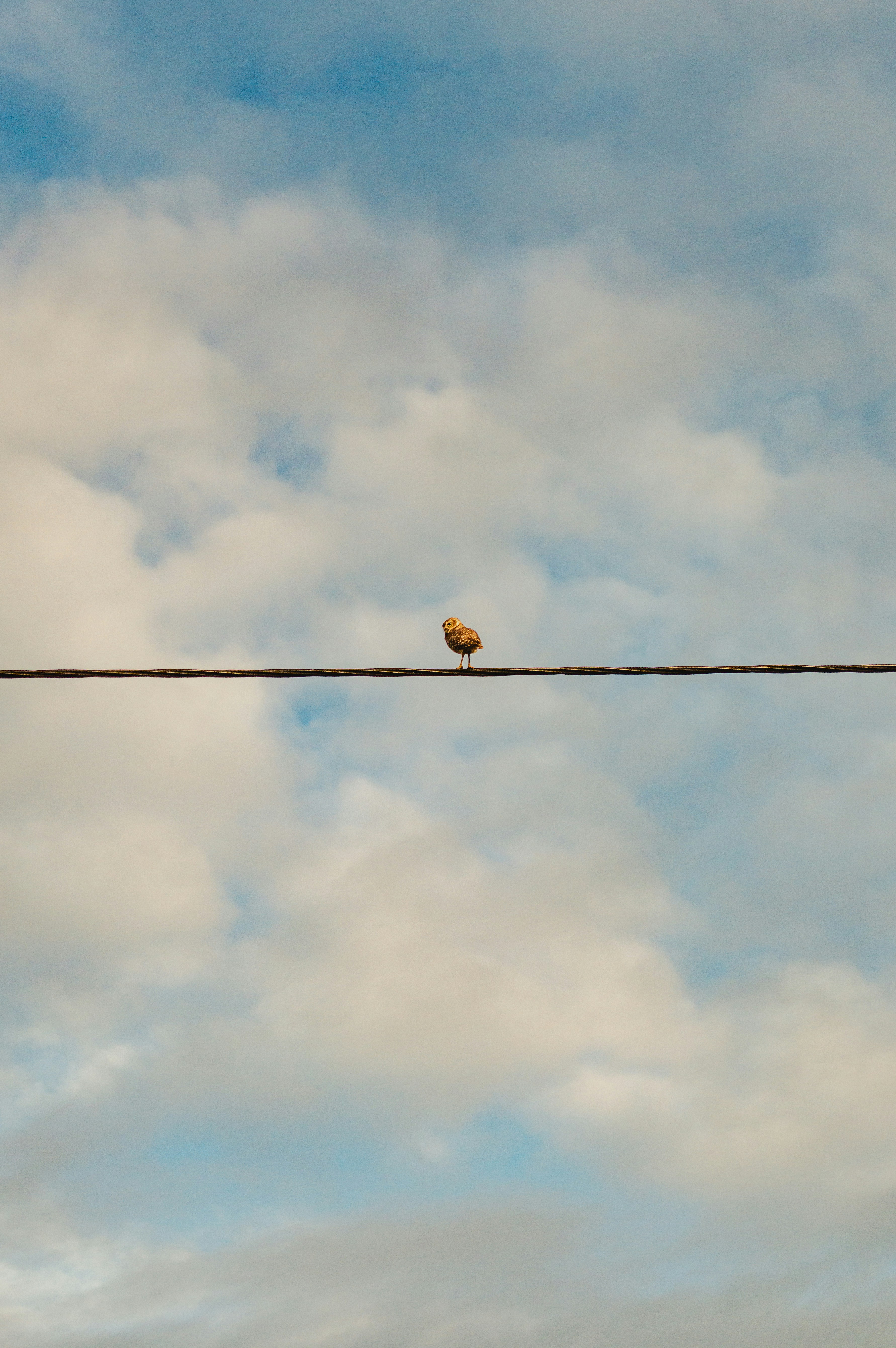 Lonely on a Wire: A Seagull’s Quiet Balance Above the Sky