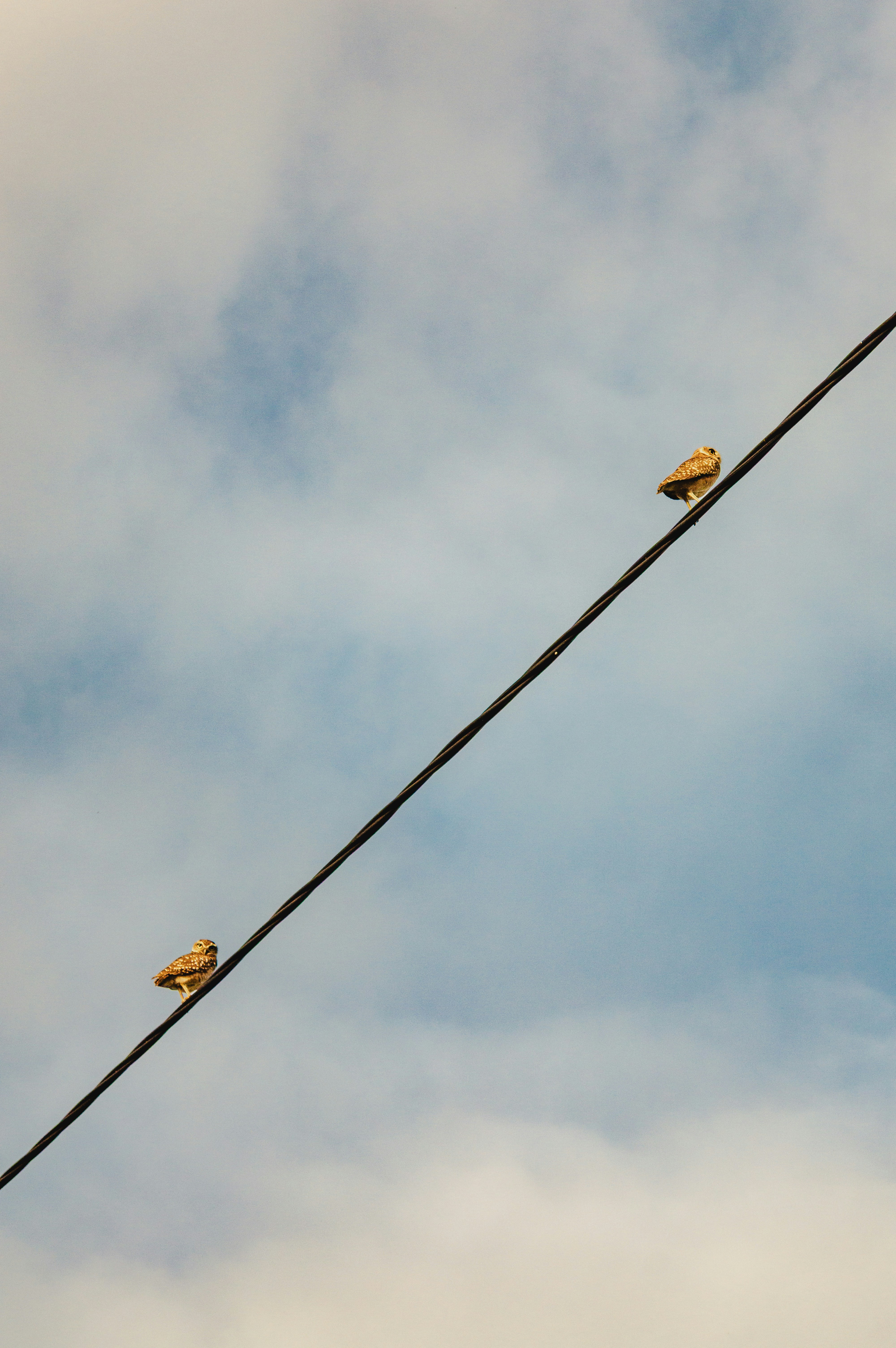 Distant Perch: Two Birds on a Slanted Wire Against a Sky Quilt