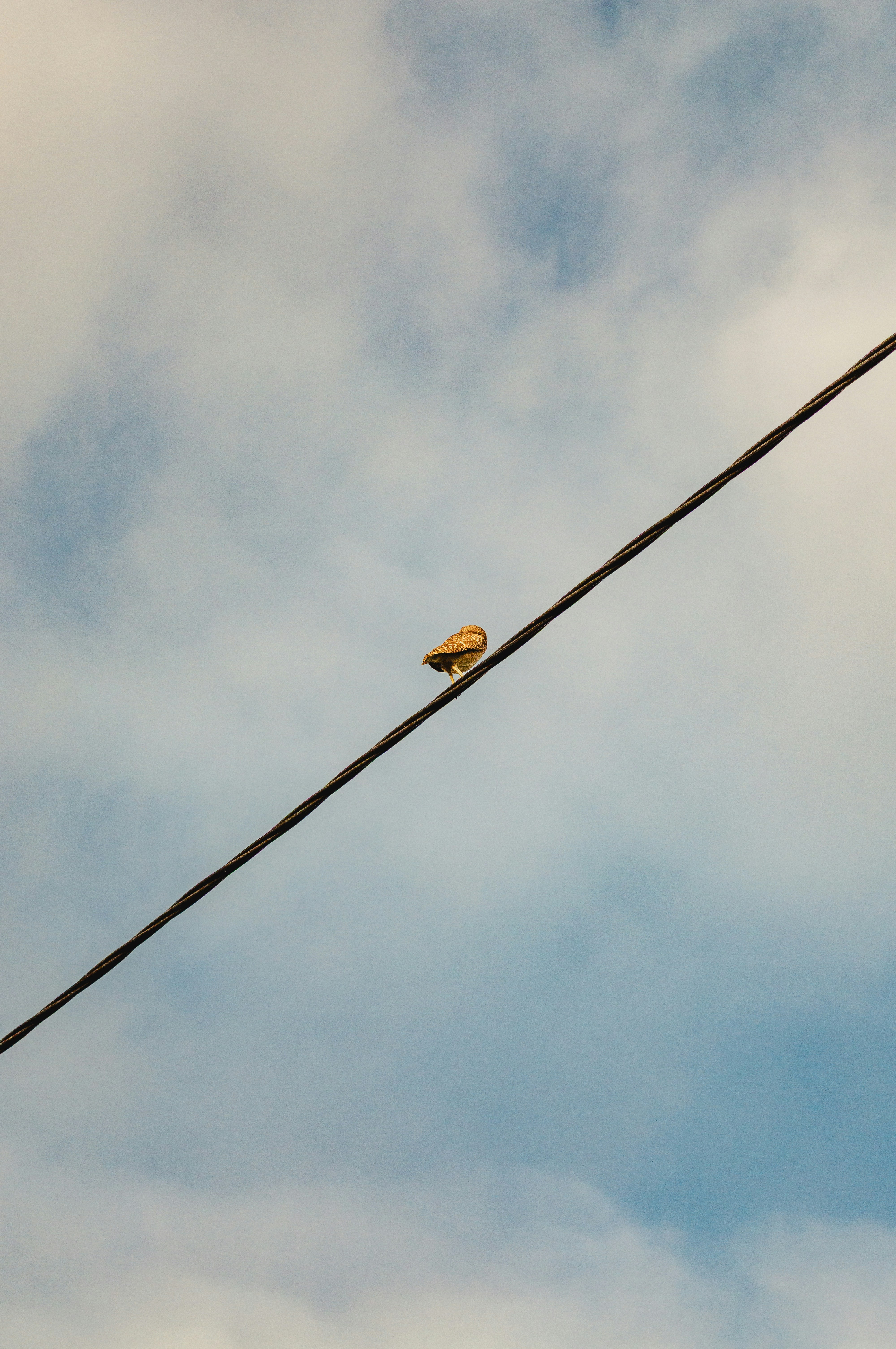 Single wire, lone owl, and a blue sky