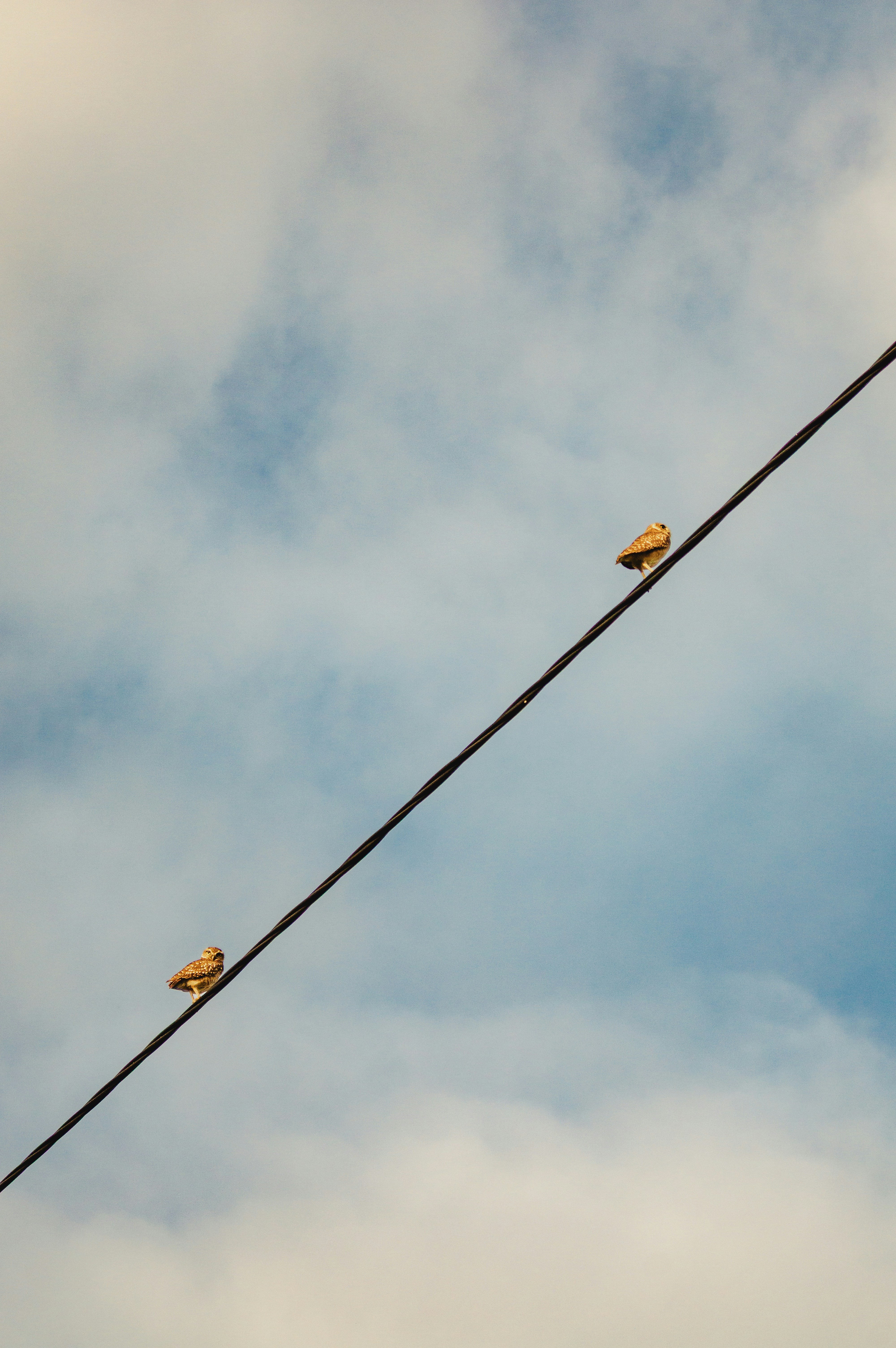 Uneven Skyline: Birds Rest on a Diagonal Wire under Open Clouds