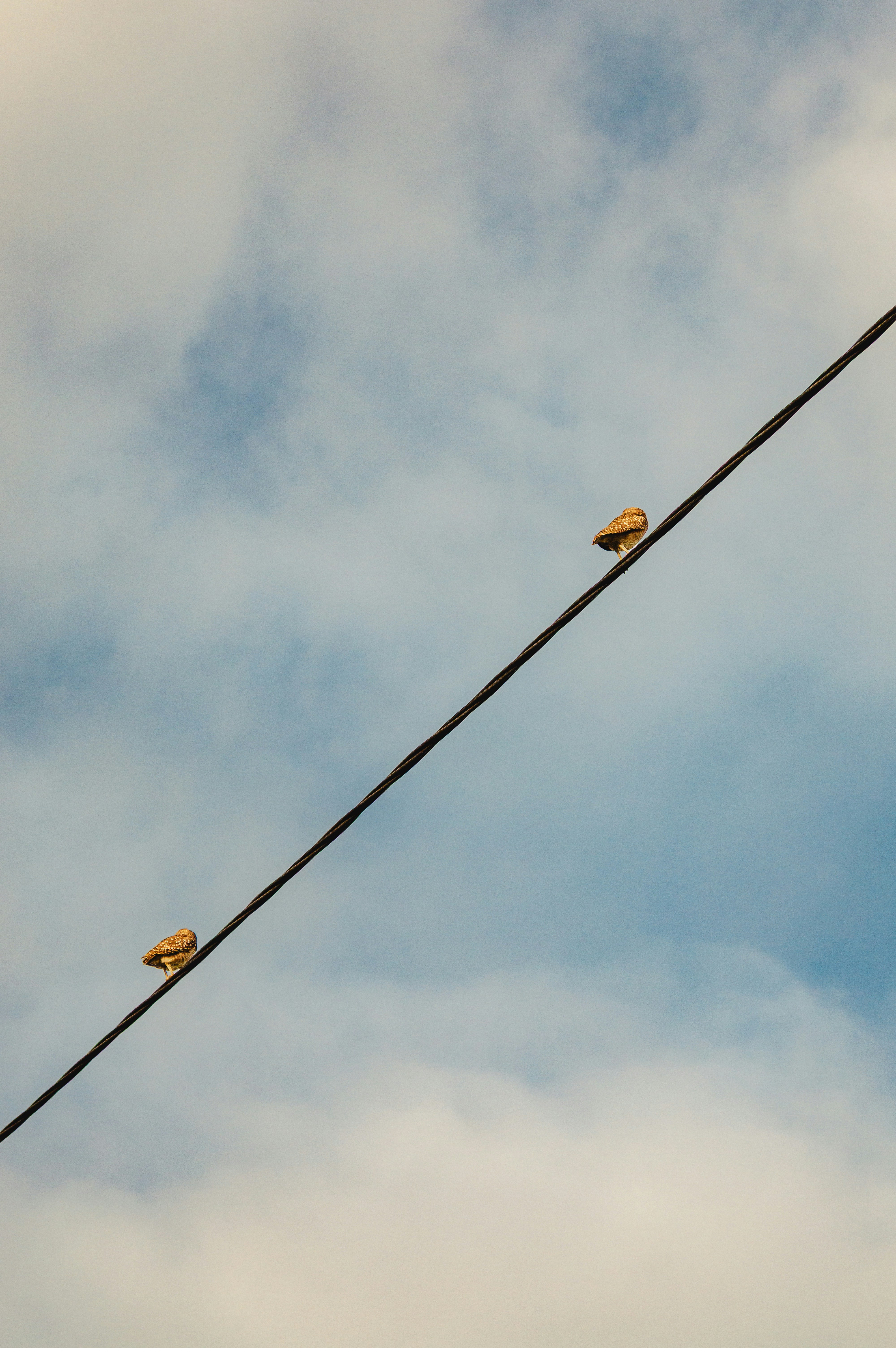 Gap Between Wires: Birds on a Tense Line