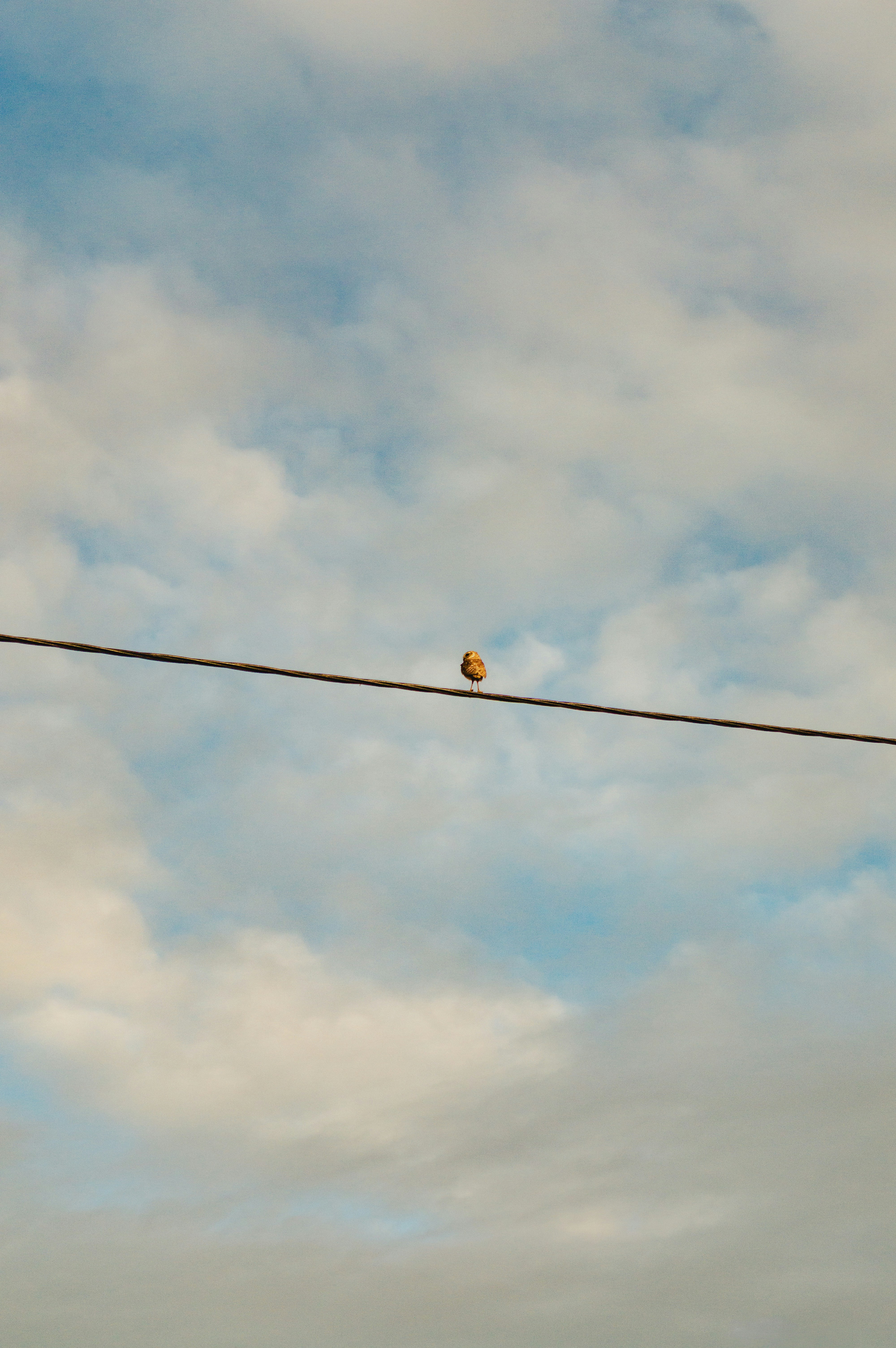 A Lone Bird on a Wire Under Open Sky