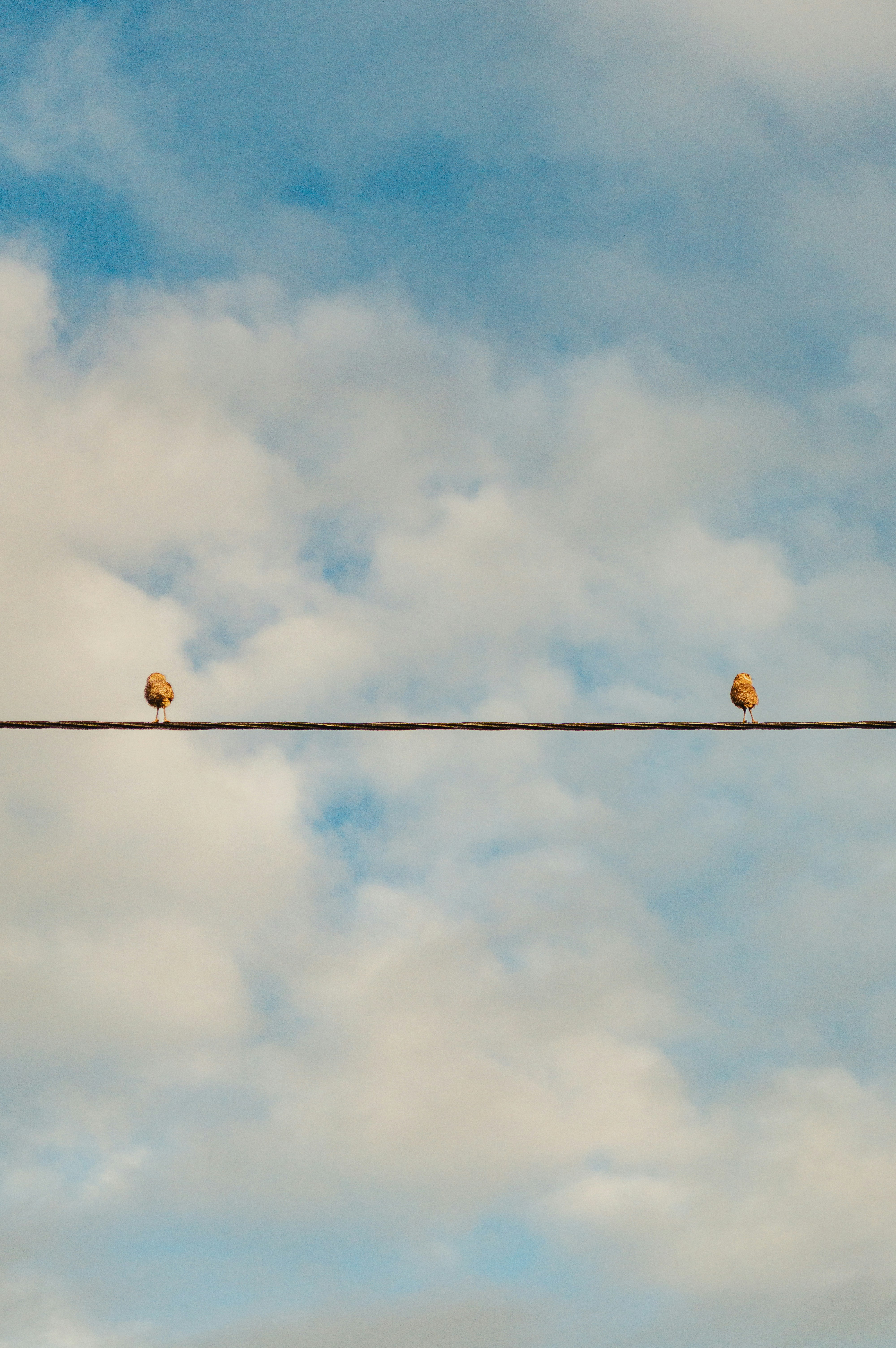 Two tiny birds on a wire under a vast blue sky