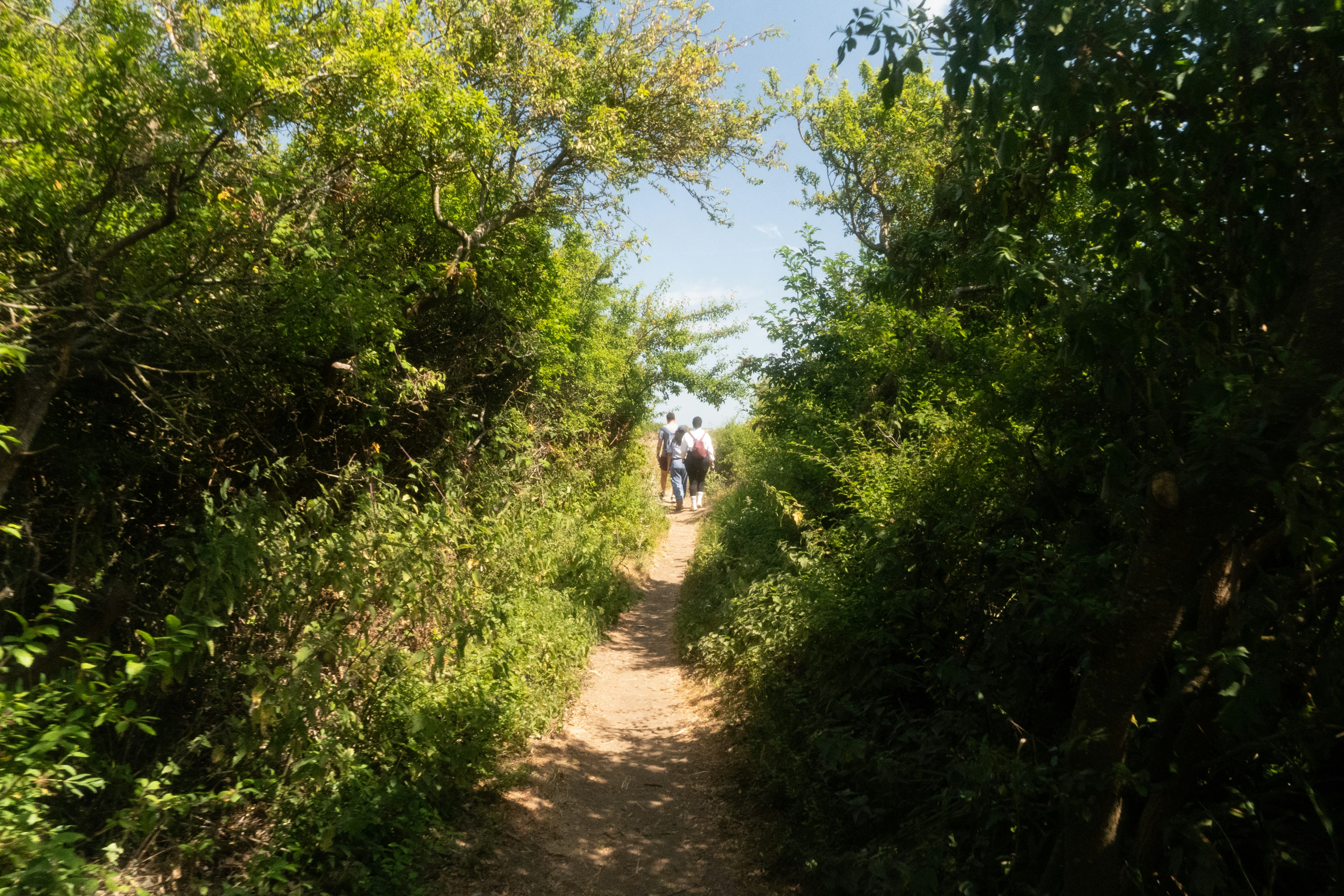 Trail to a Quiet Clearing: Sunlit Path Through Green Corridor