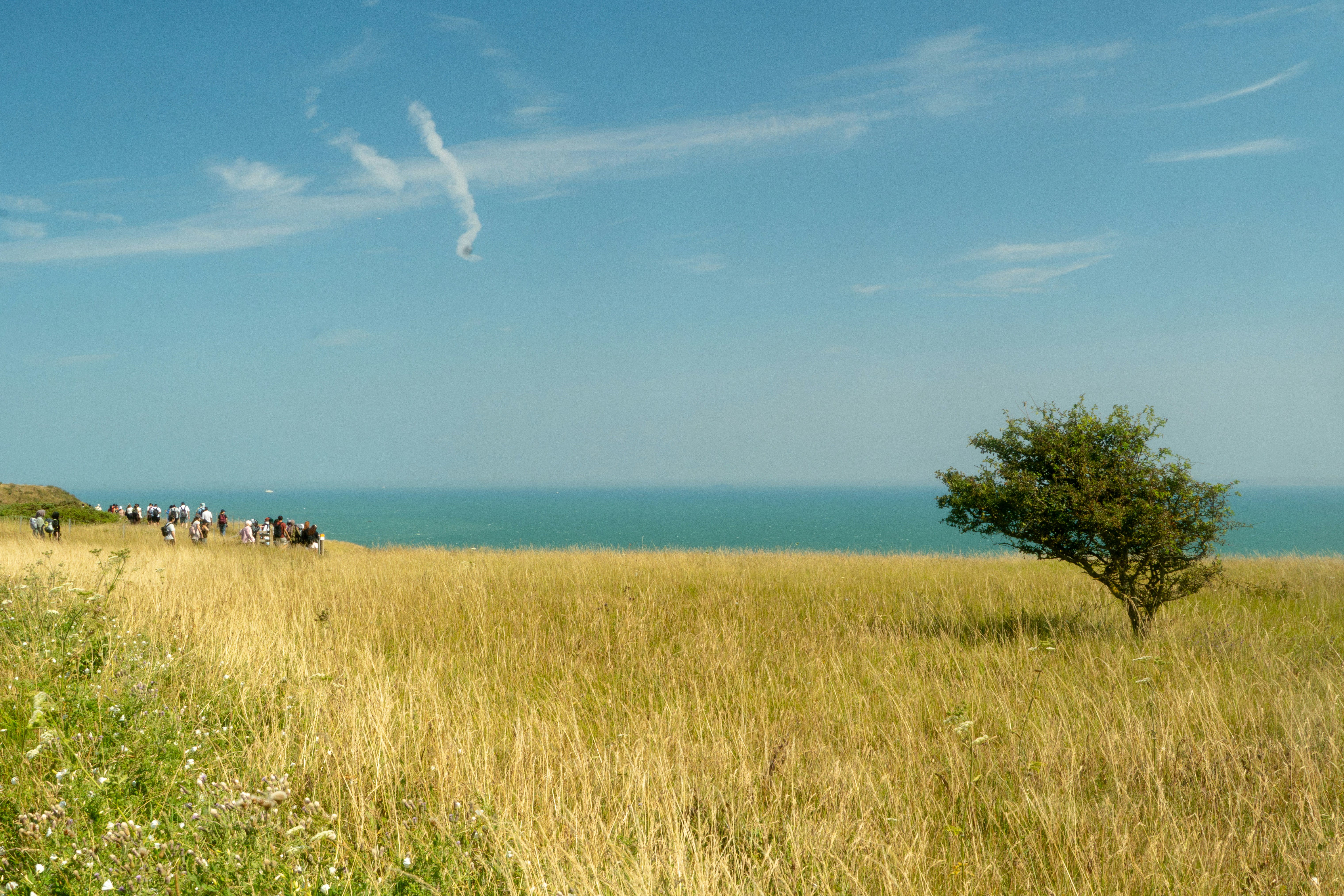  lone tree on sunlit coastal field with distant group by the shore