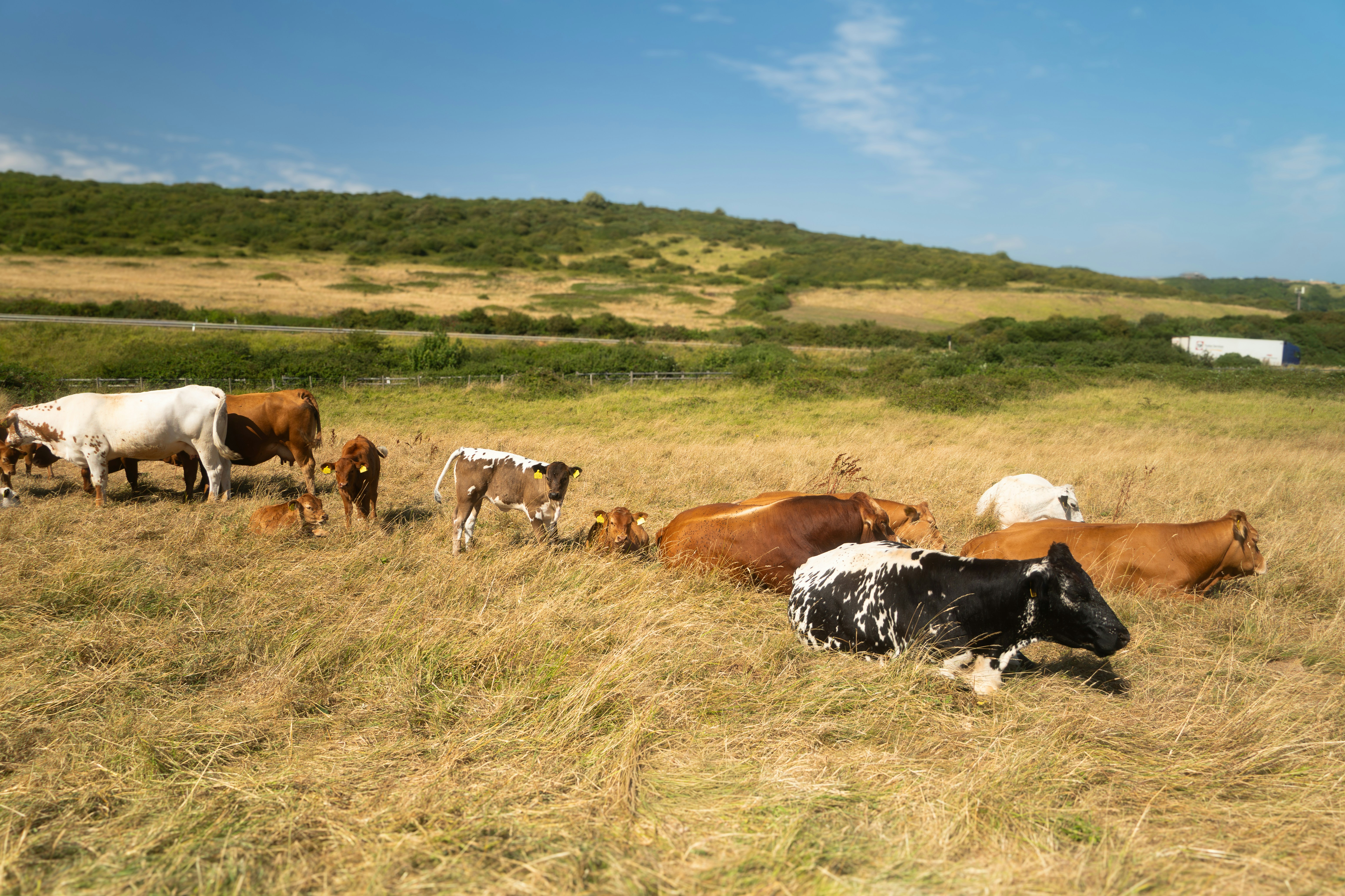 Pasture Herd at Distant Horizon
