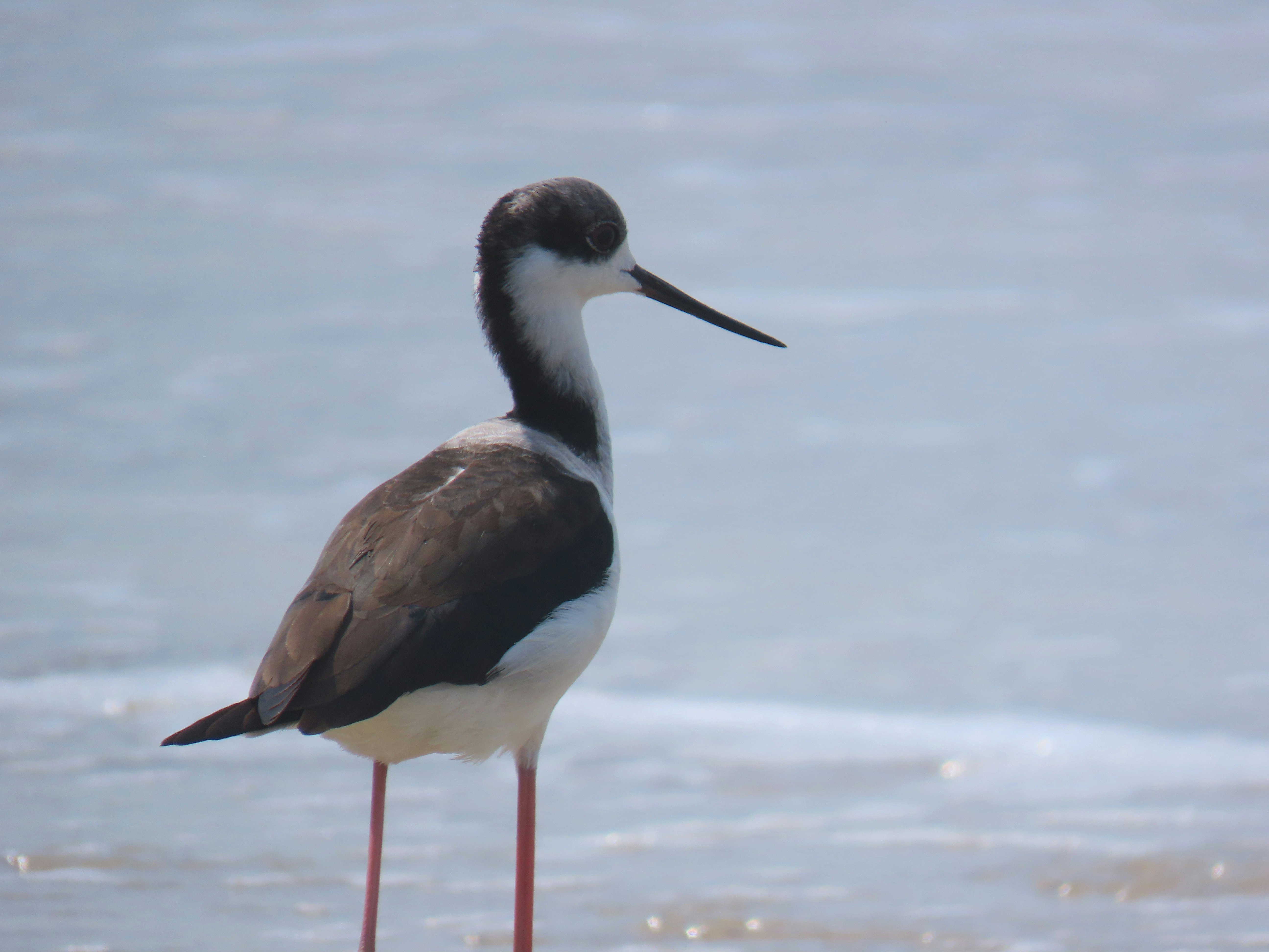 Pernilongo-de-costas-brancas/White-backed Stilt (Himantopus melanurus)