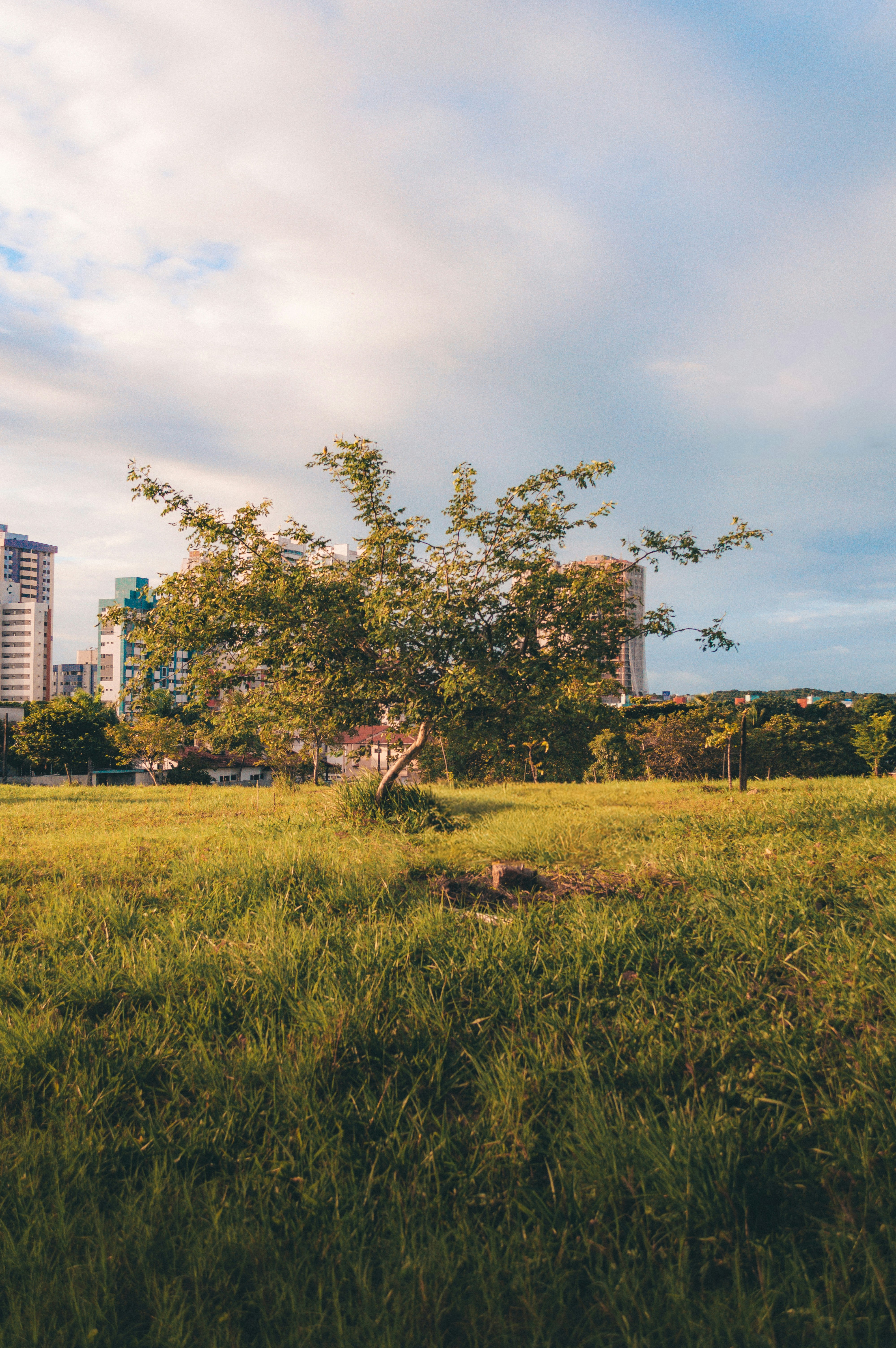 Urban Skyline Fringe: A Lone Gnarled Tree Amid City Edge Blues