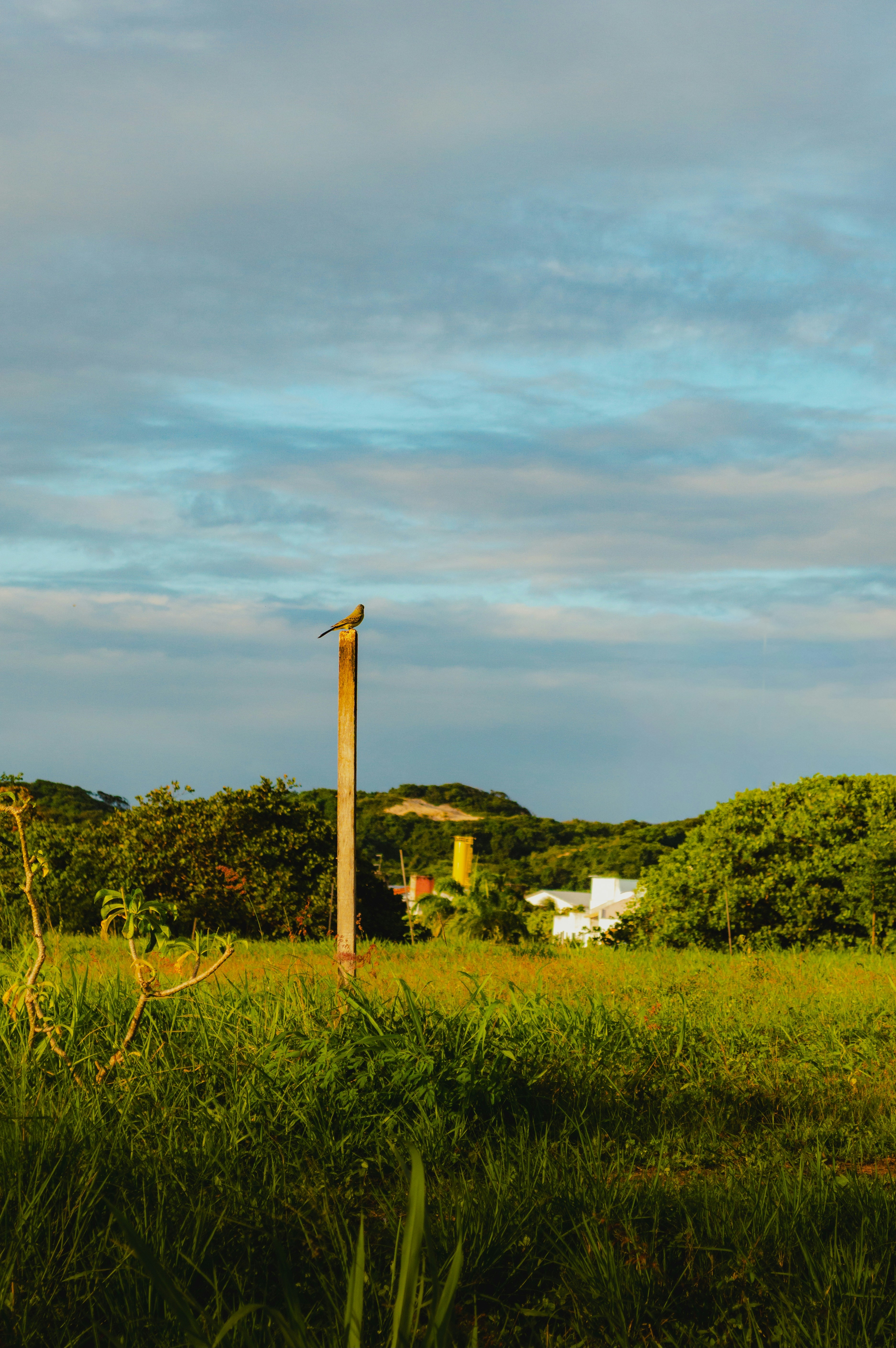 The Lone Utility Stripe Amid a Quiet Prairie