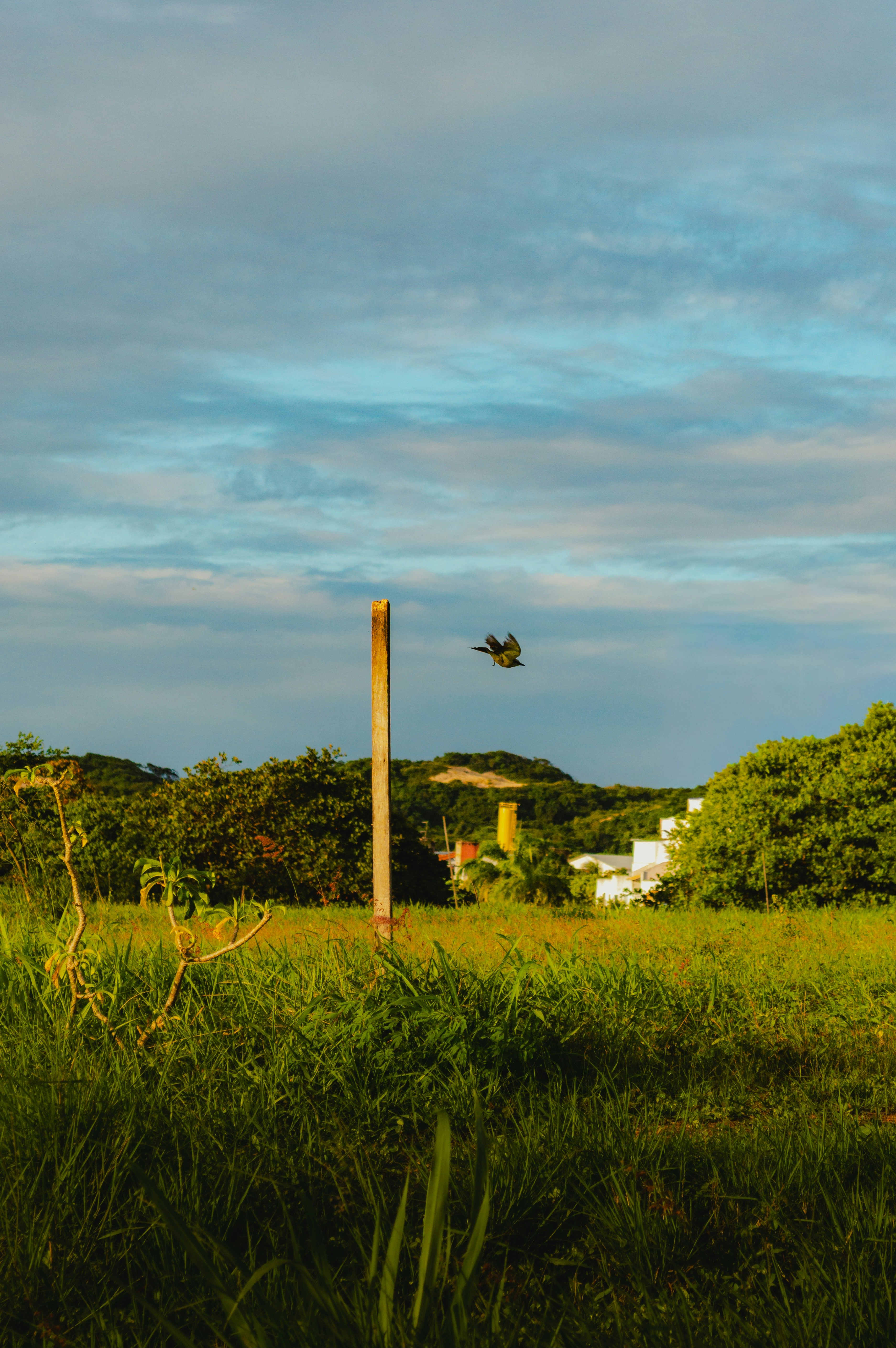 Bird in Flight Over a Sunlit Meadow