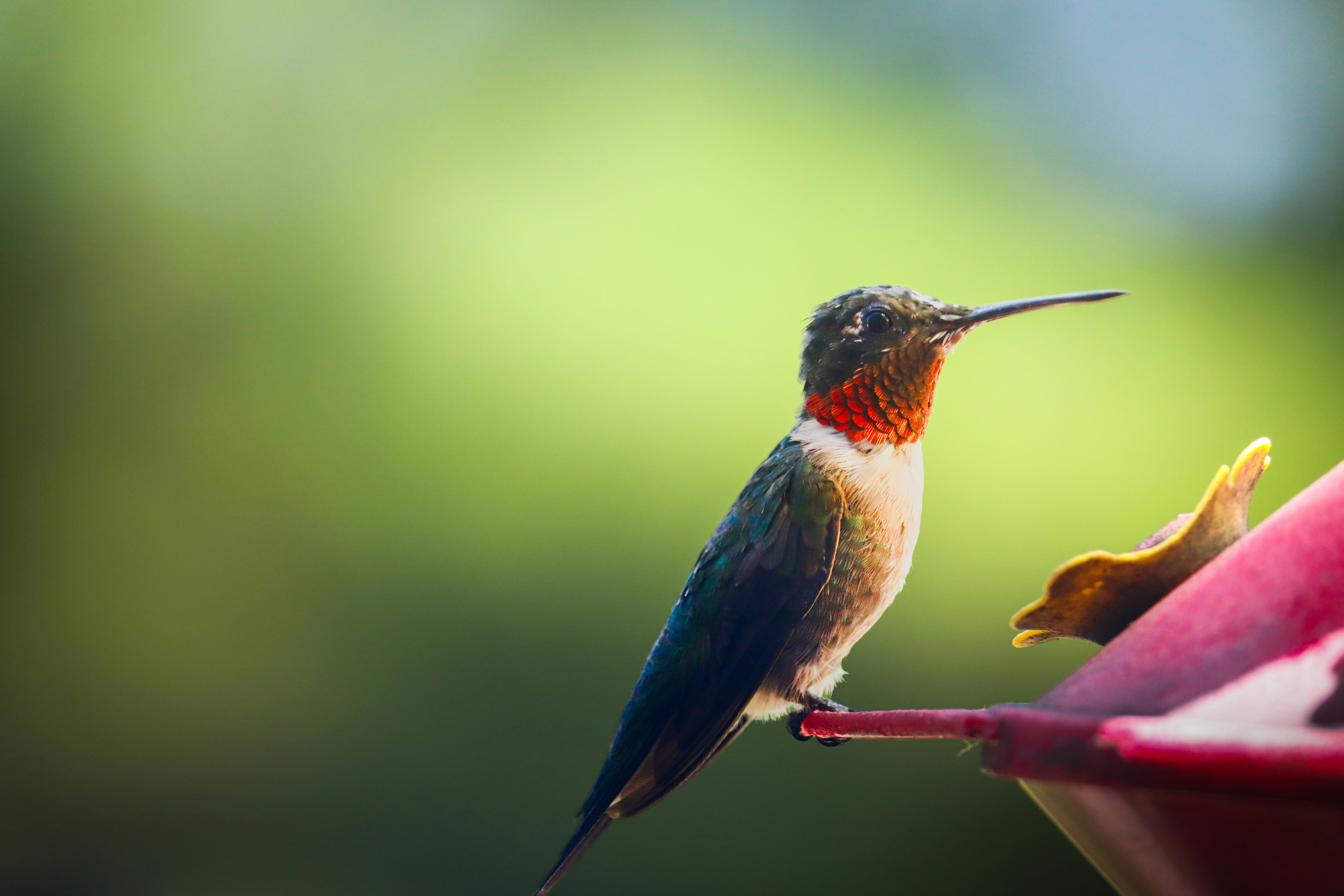 Hummingbird Crowned by Spring Light on a Red-Tipped Perch