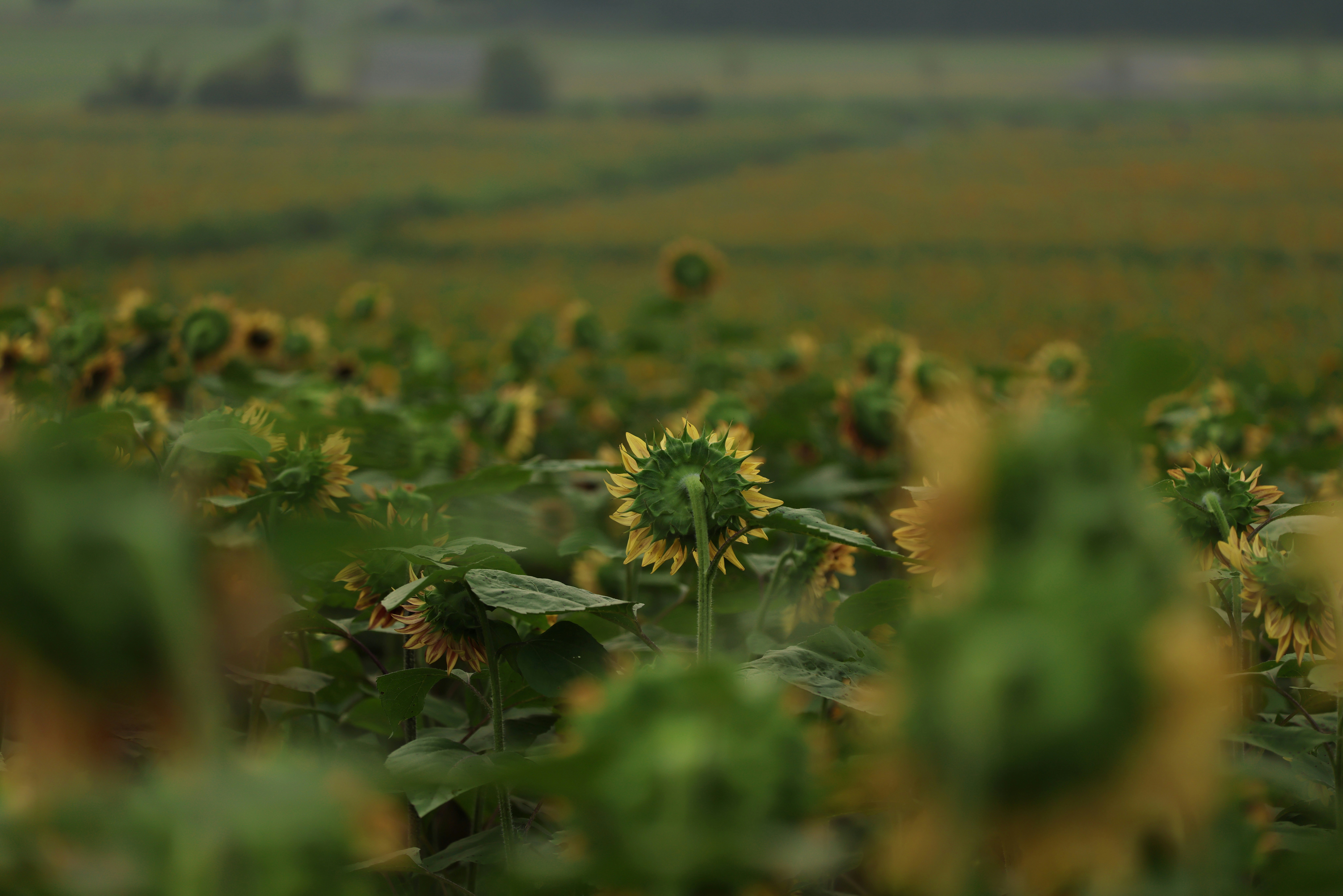 Sunflower Field in Soft Focus: A Golden Quiet