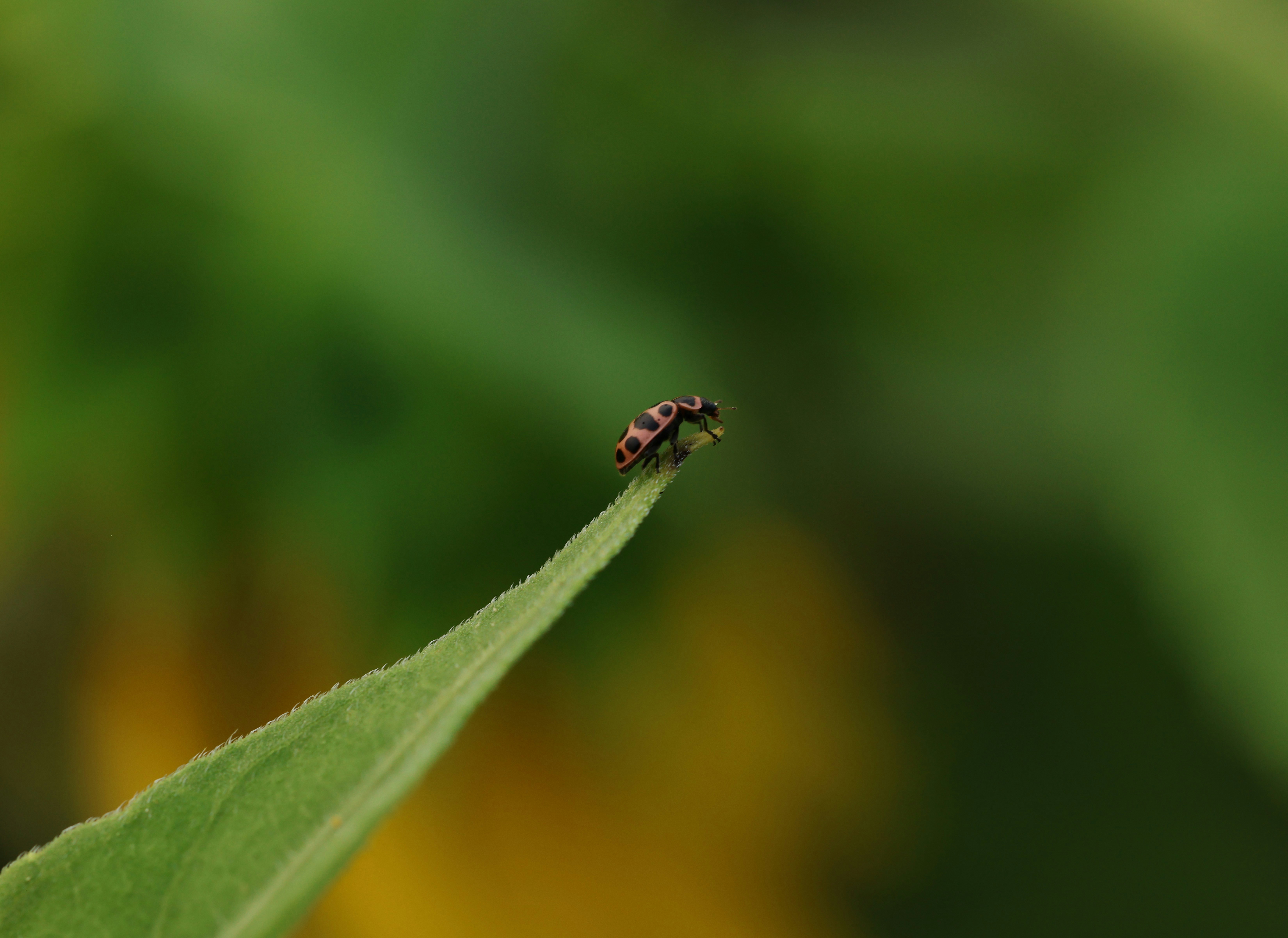 A lone beetle anchors the leaf's edge in quiet macro light
