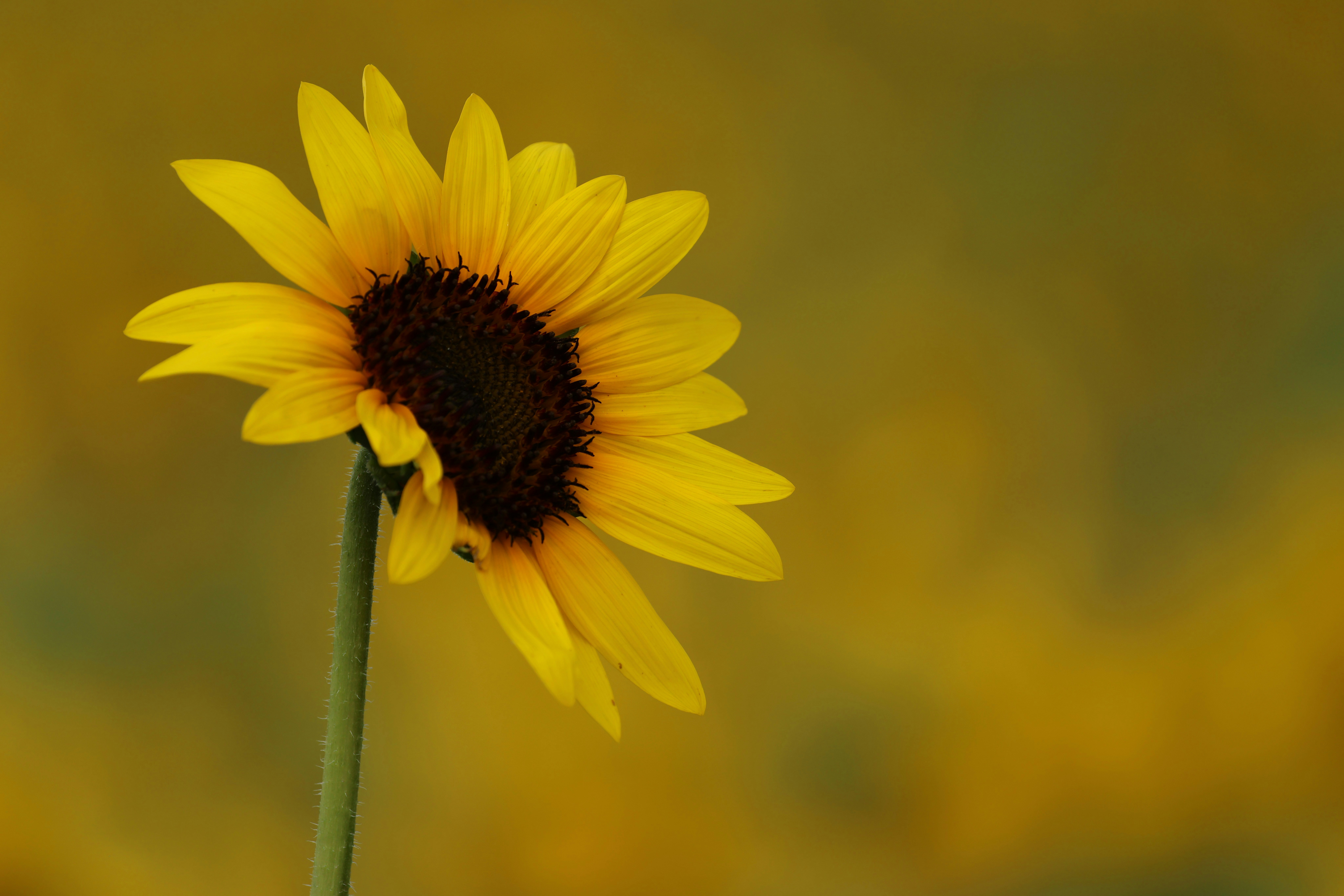 Sunflower in Focus: A Bright Tilt Toward Golden Euphoria