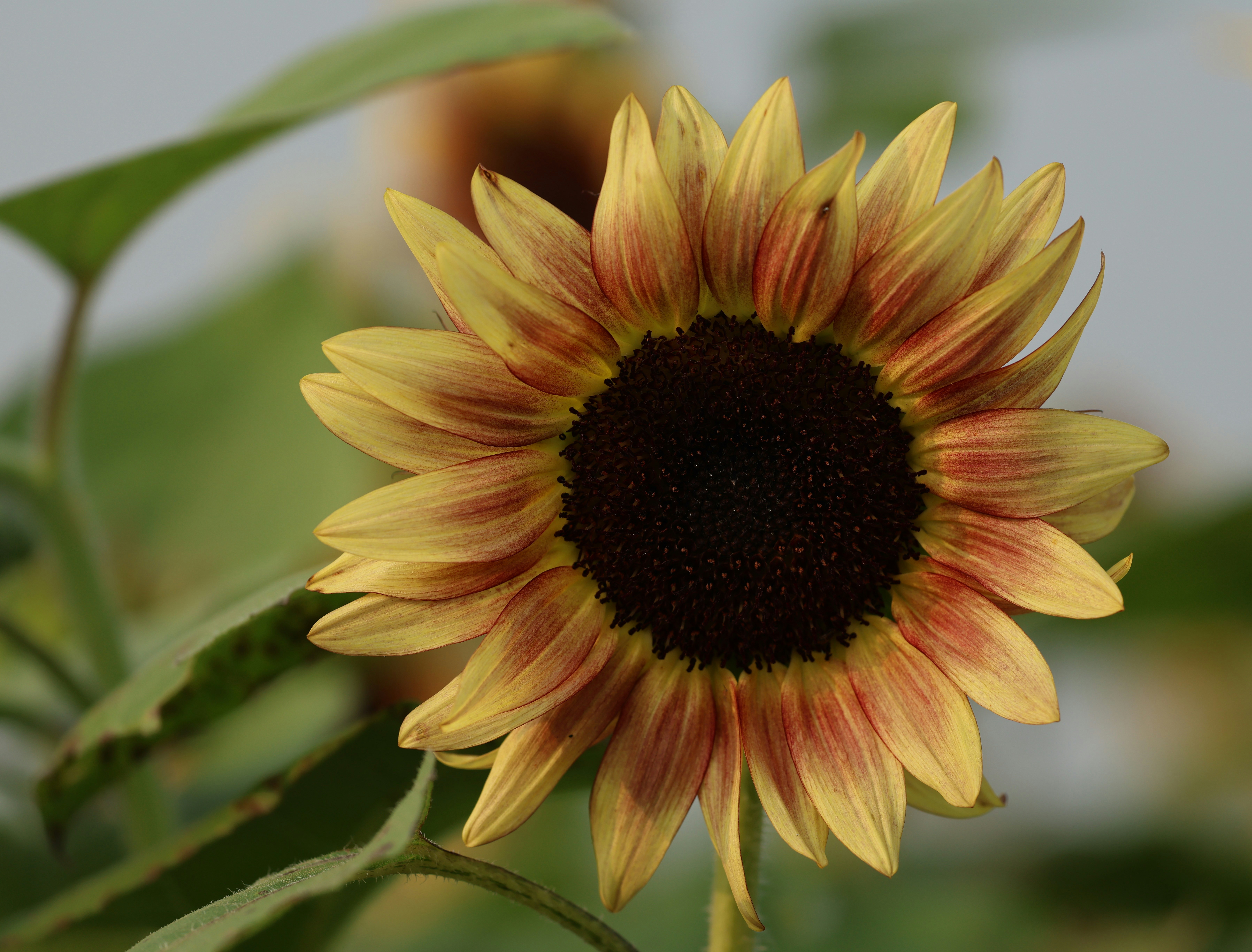 Sunlit Wreath: A Sunflower's Bold Center
