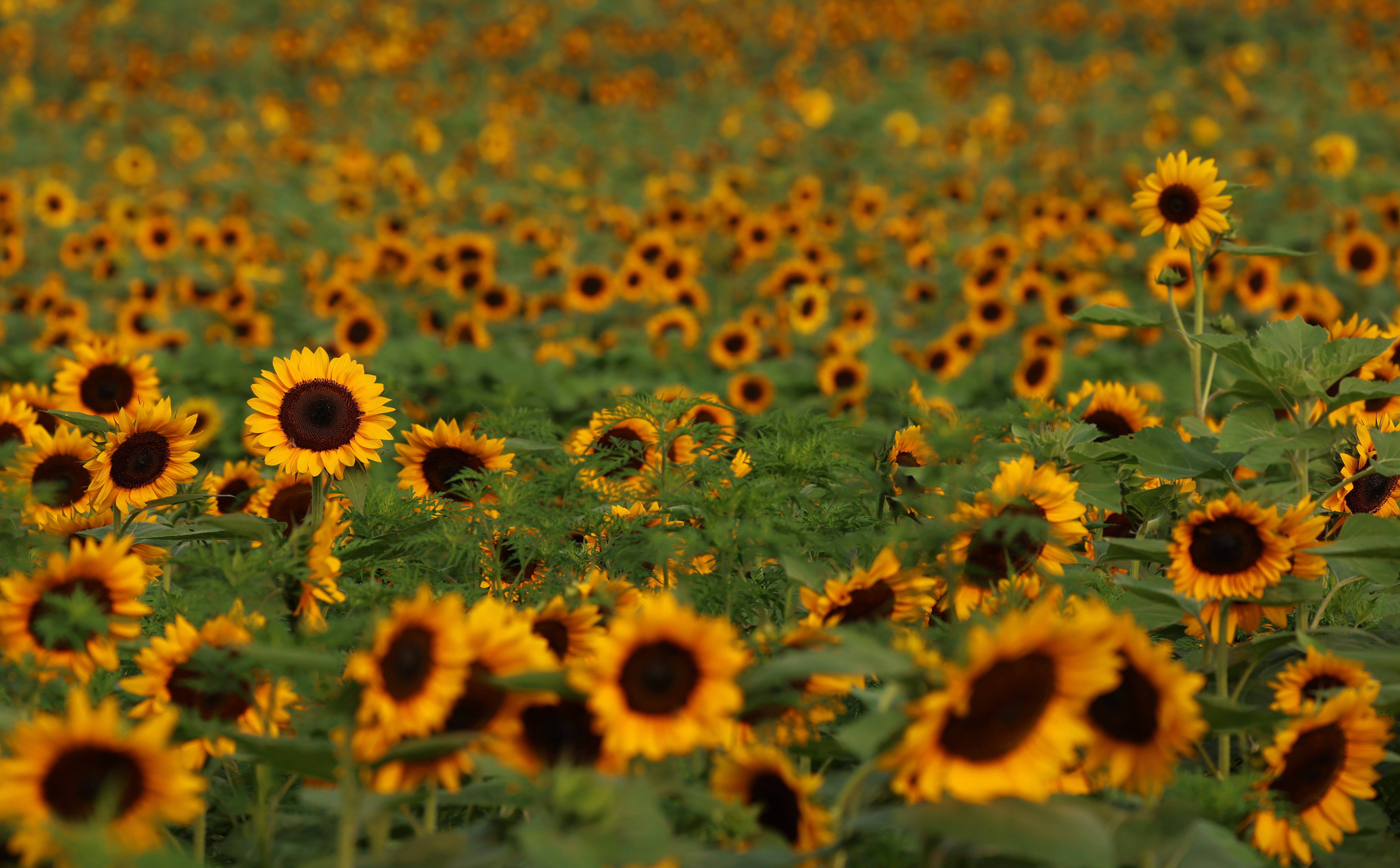 Sunlit Field of Golden Discs: A Sea of Sunflowers Backlit at Dusk