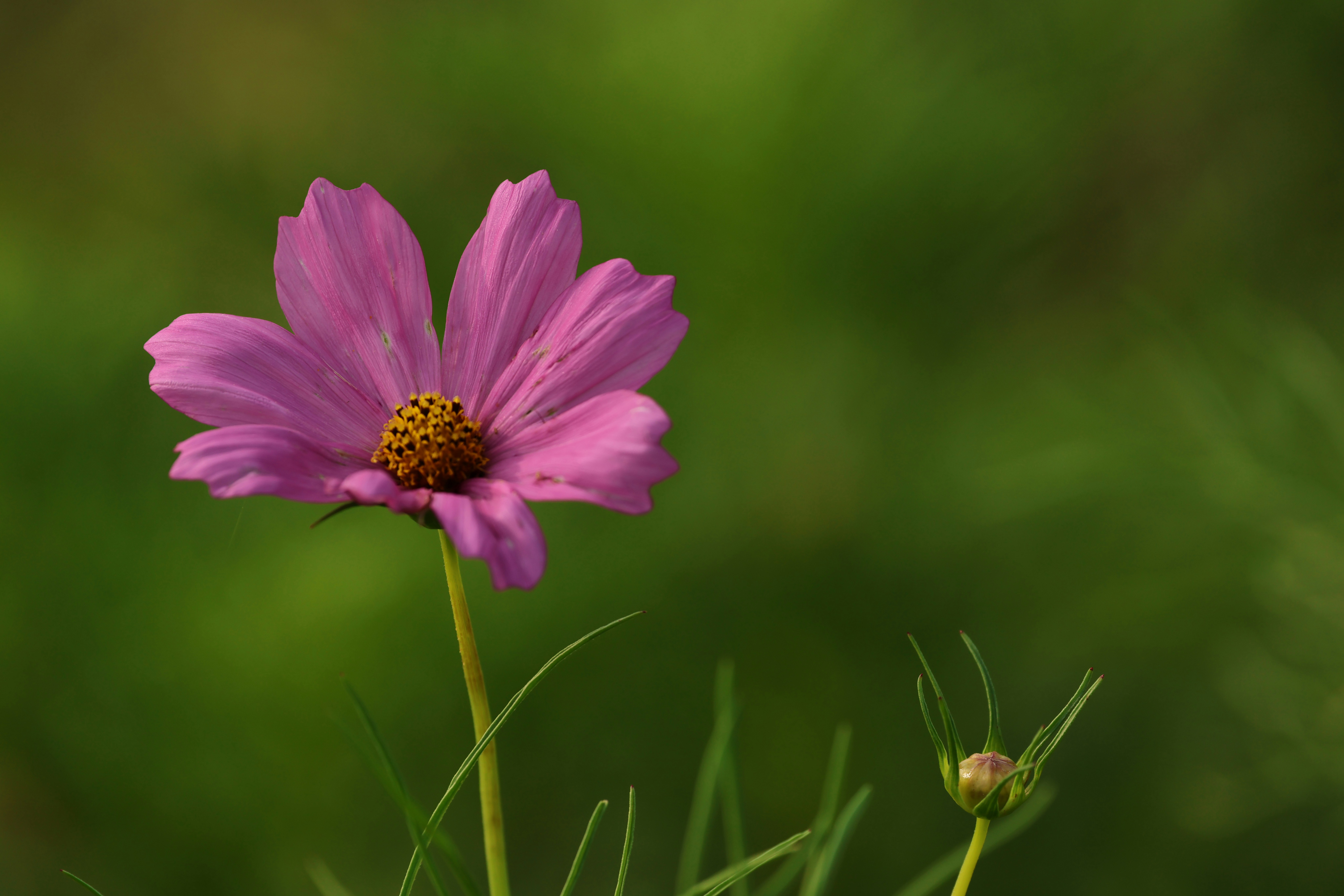 Pink Cosmos in Focus: A Solo Flower Against a Velvet Green Backdrop