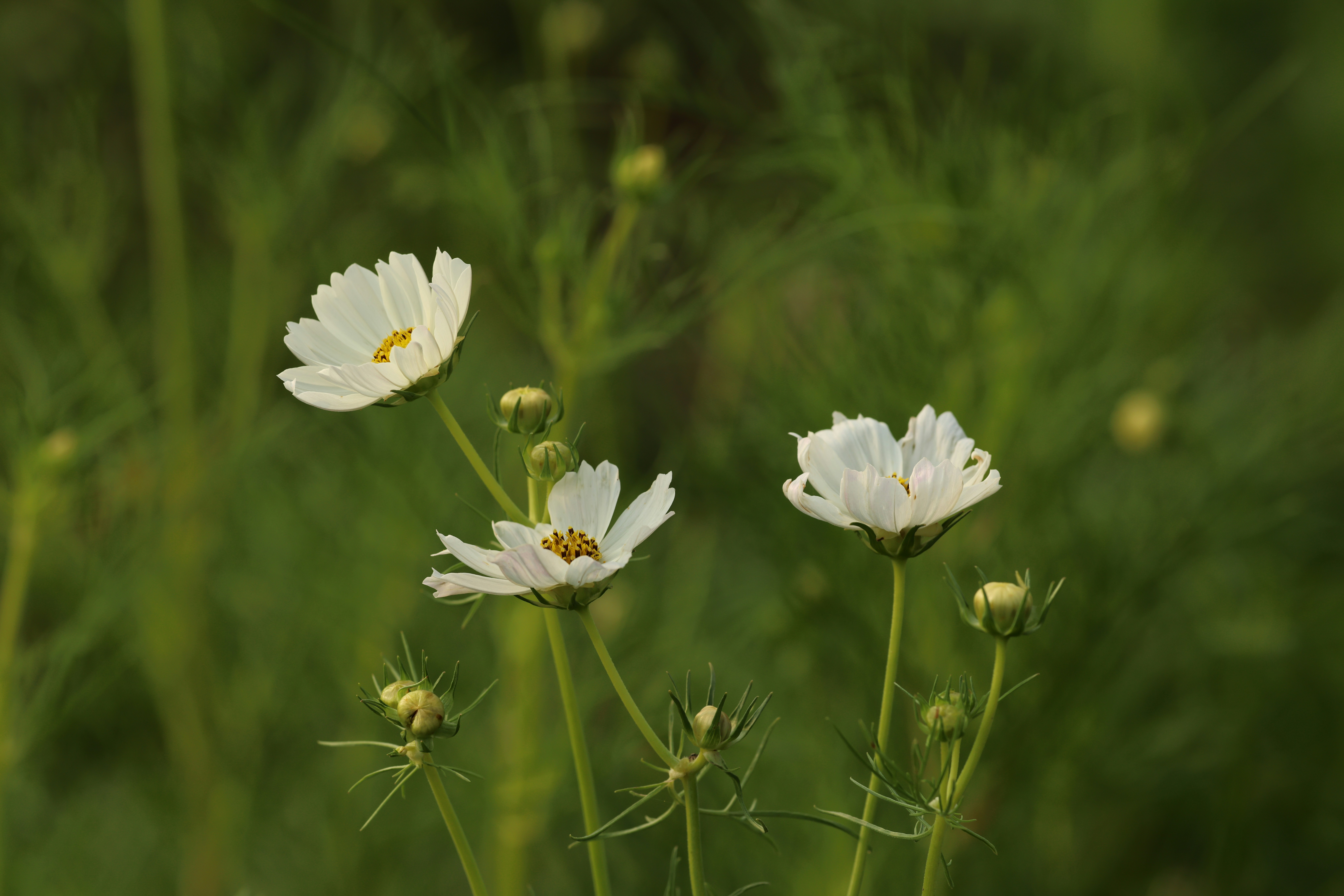 Three white daisies stand tall in a sunlit meadow with buds and slender stems, set against a blurred green background. A botanical close-up emphasizing delicate petals and natural light. 