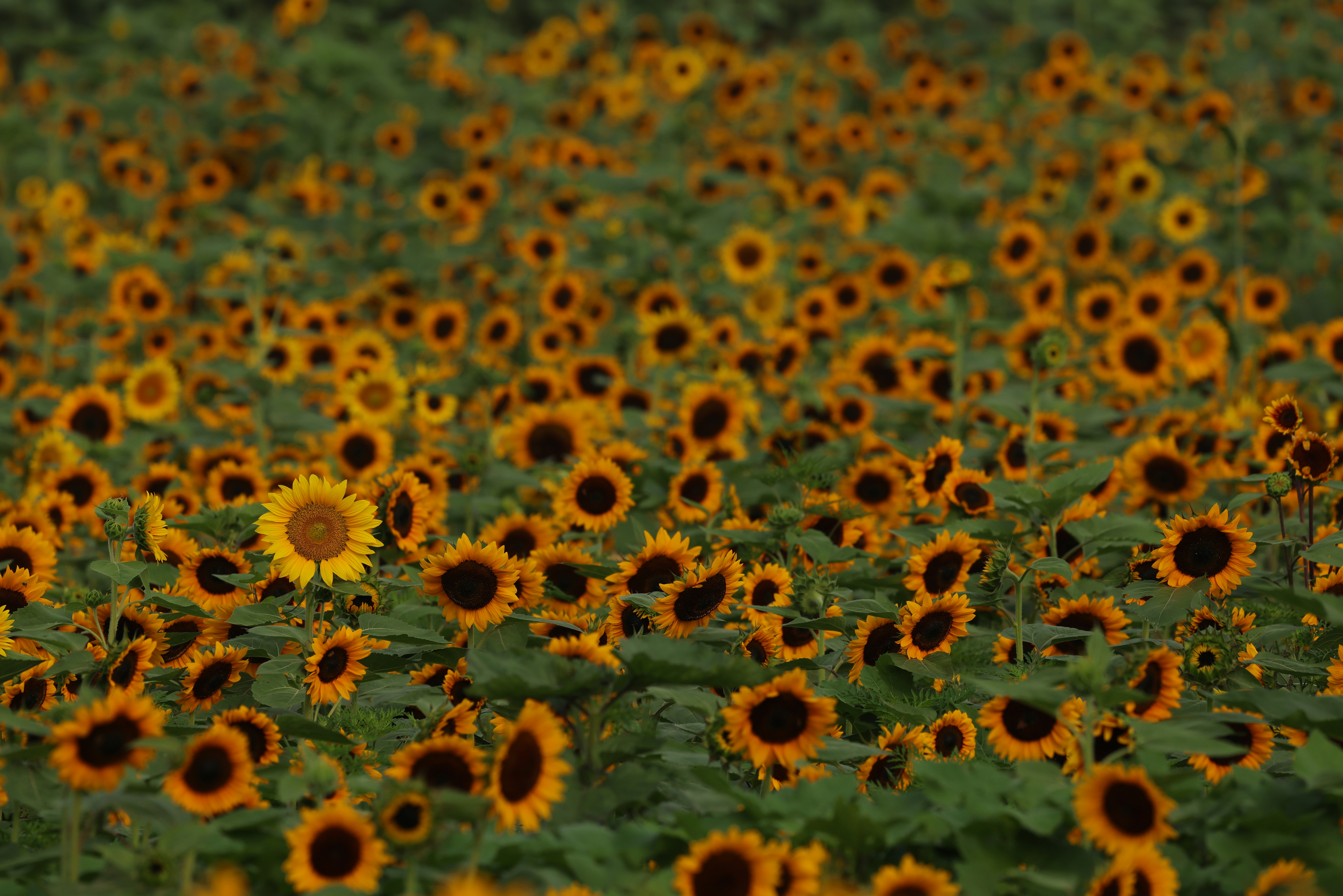 Sunlit Field of Golden Faces