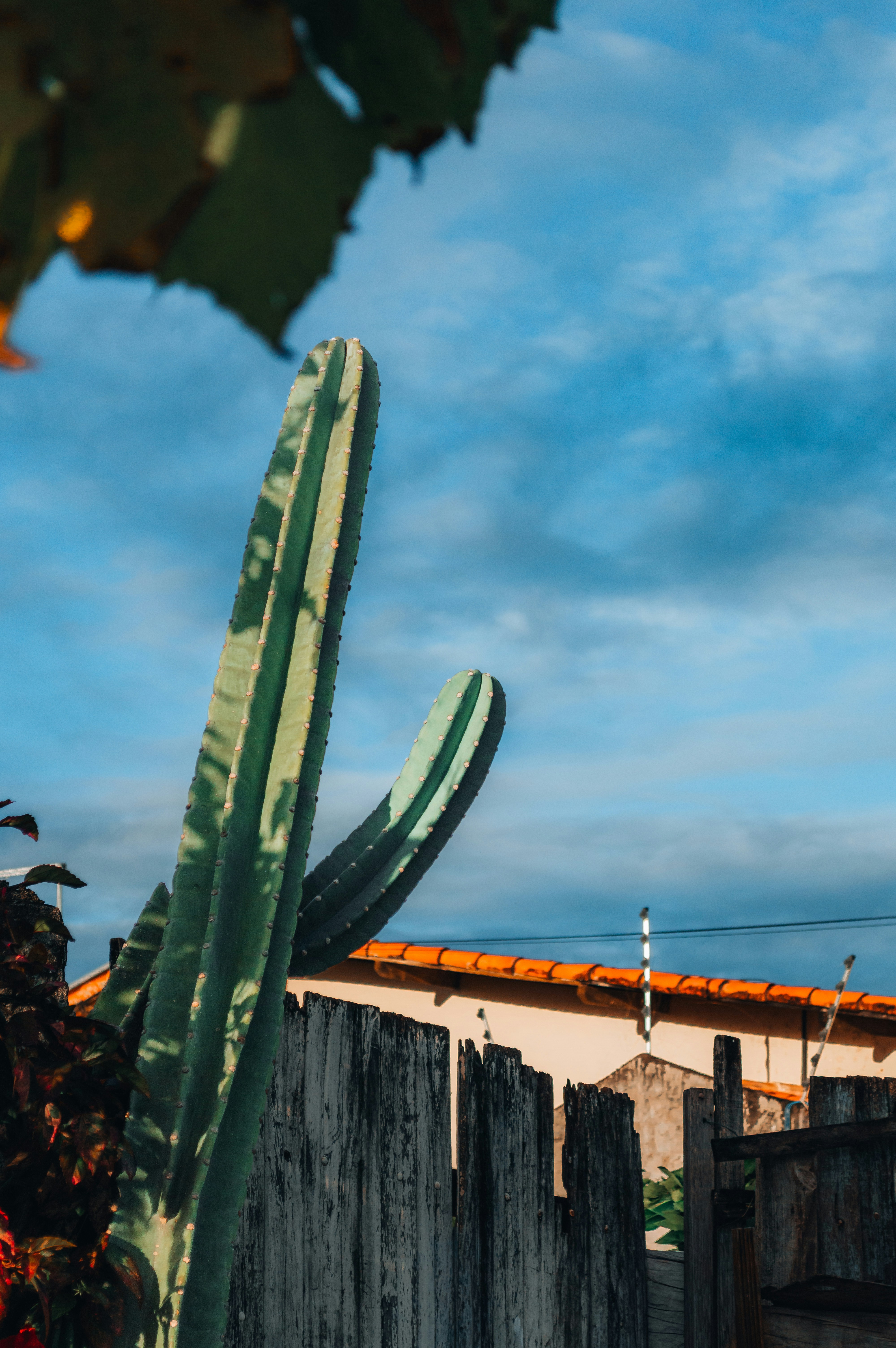 Cactus Sentinel Against a Bright Roofline
