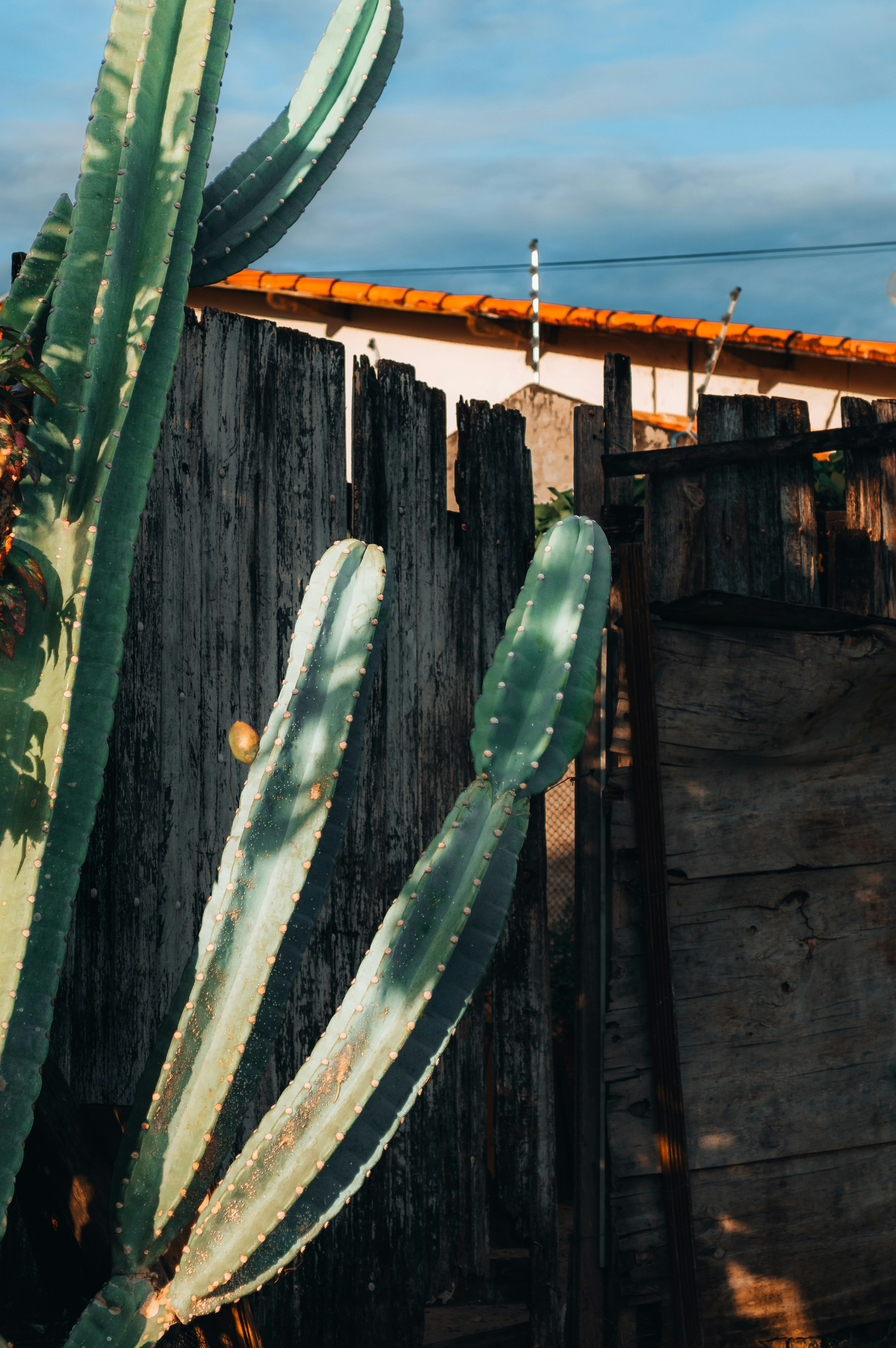 Cactus Silhouettes Against a Weathered Fence