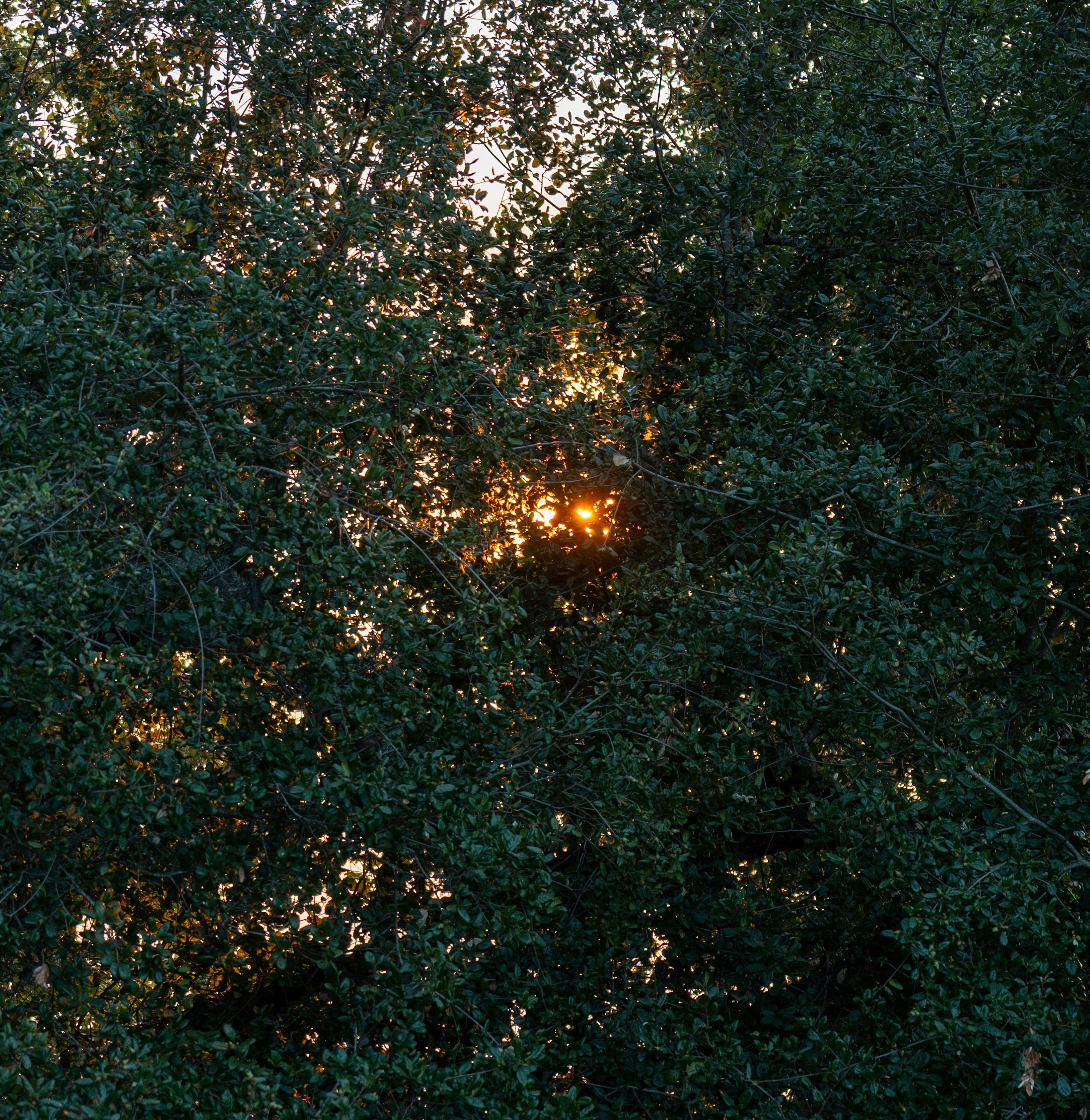 Sunlight Peeking Through a Dense Canopy