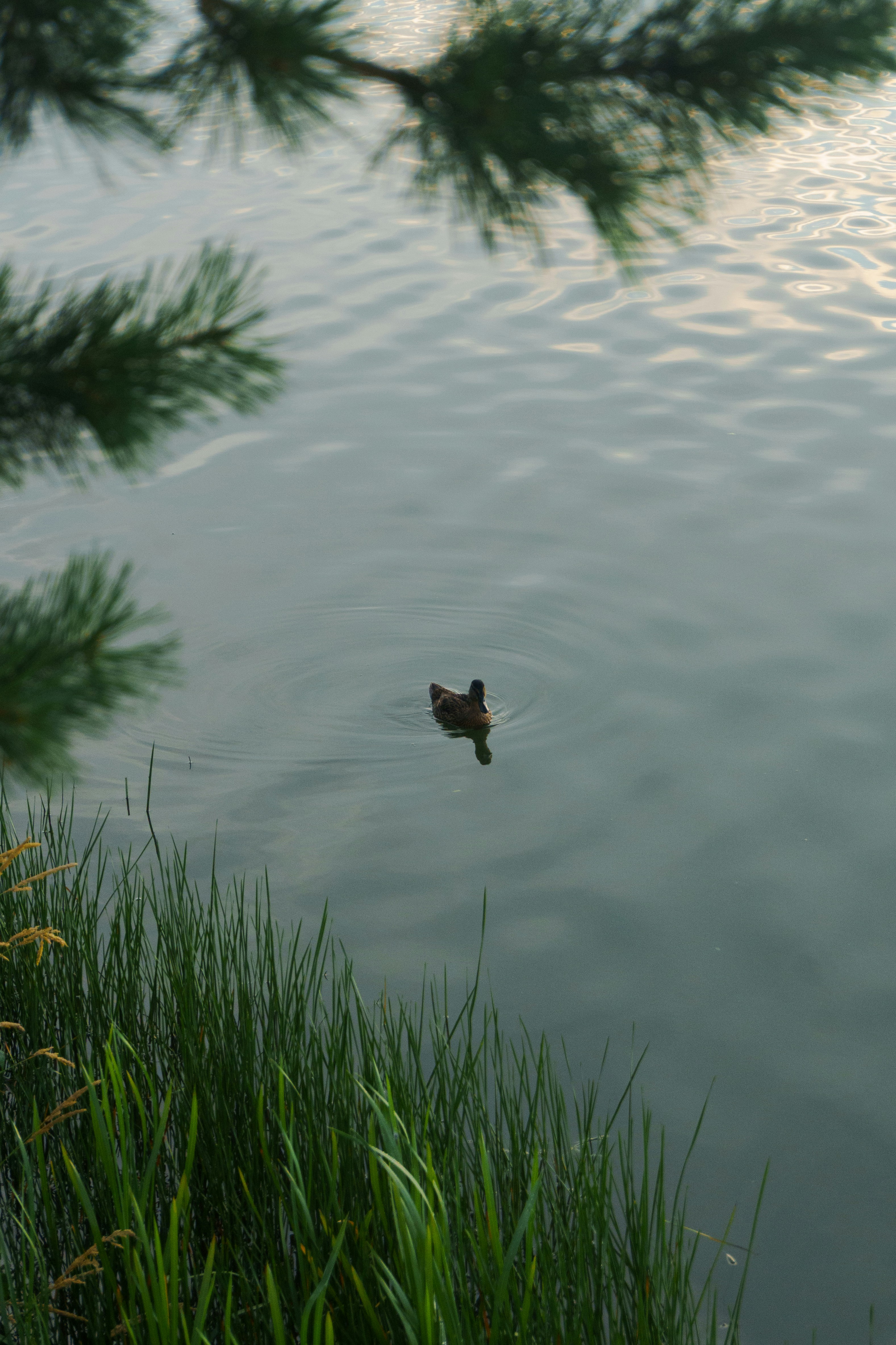 Floating Quiet: A Duck Silhouette on Mirror-Like Lake