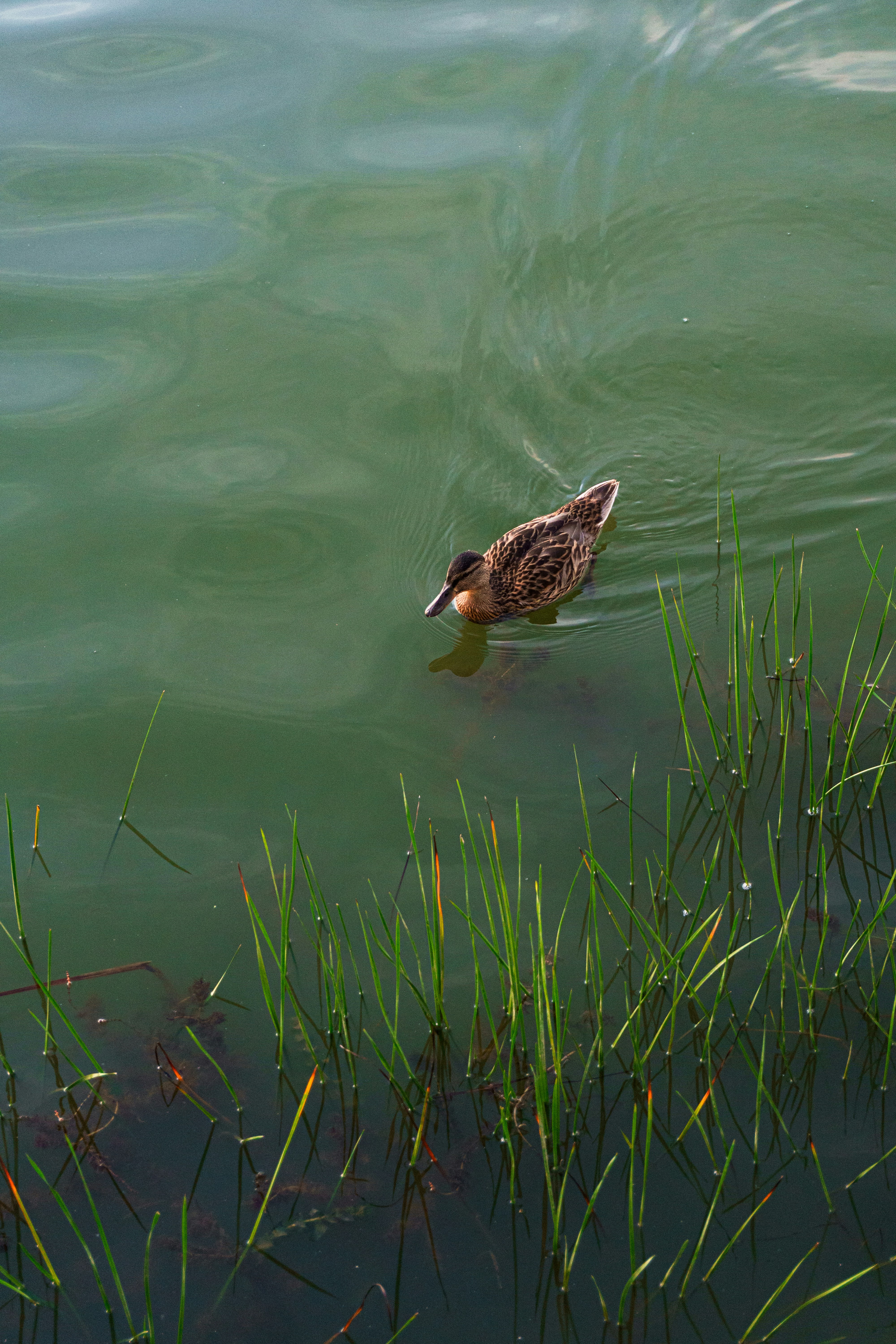 Duck on a Misty Green Pond: A Quiet Moment at the Reed Edge