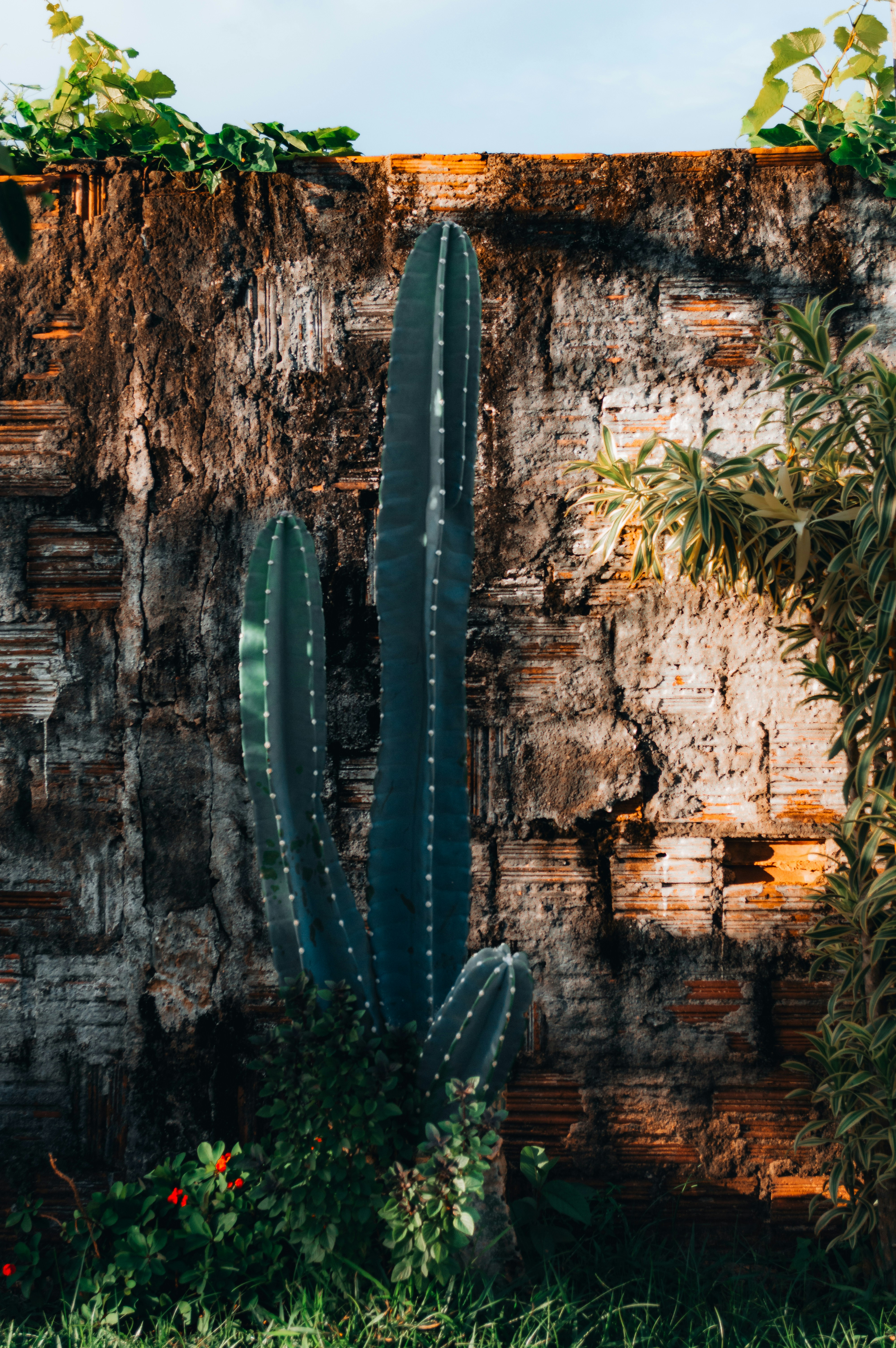 Cactus Sentinel by a Weathered Brick Wall