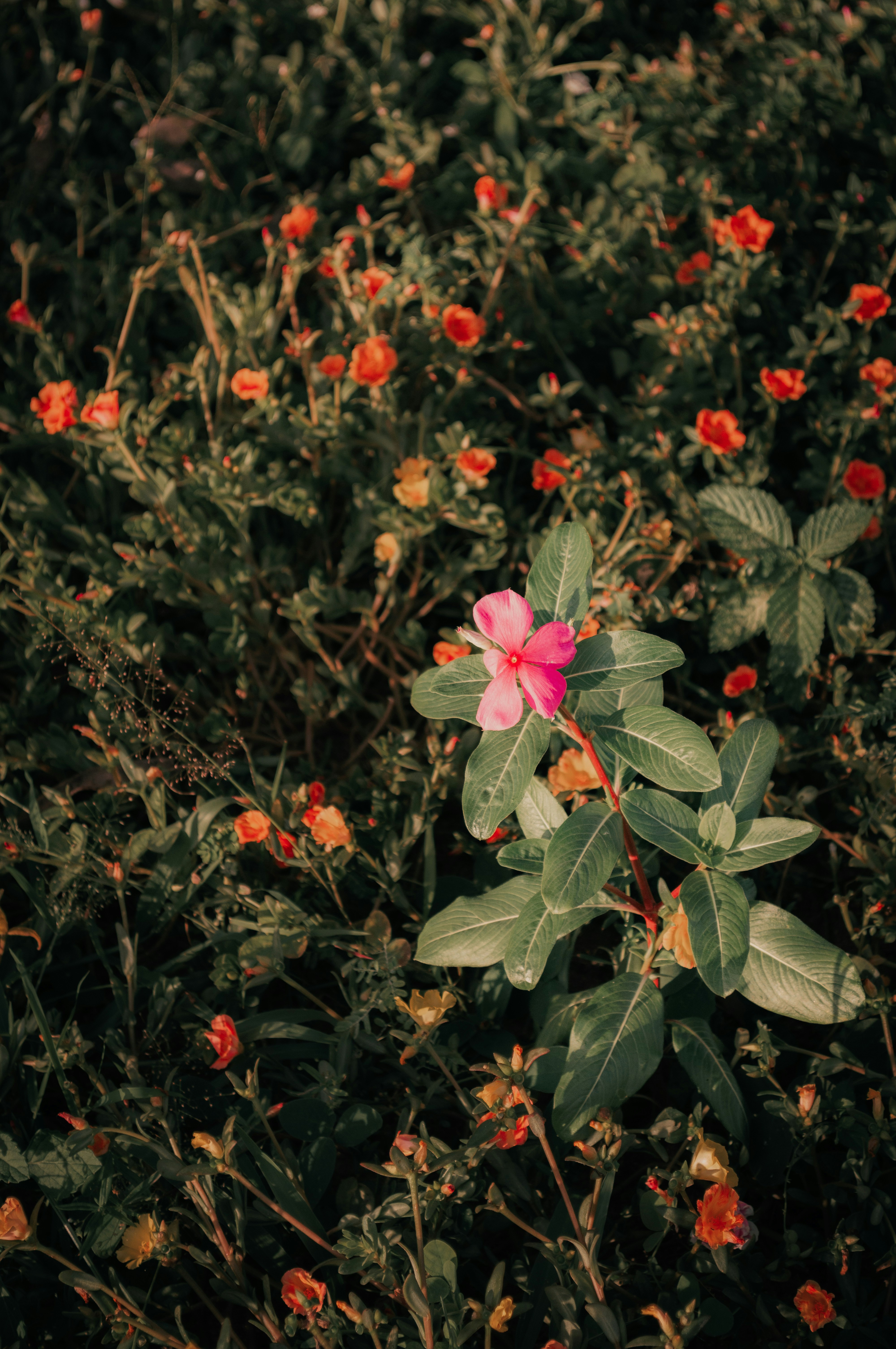 Pink bloom amid a sea of red-orange roses