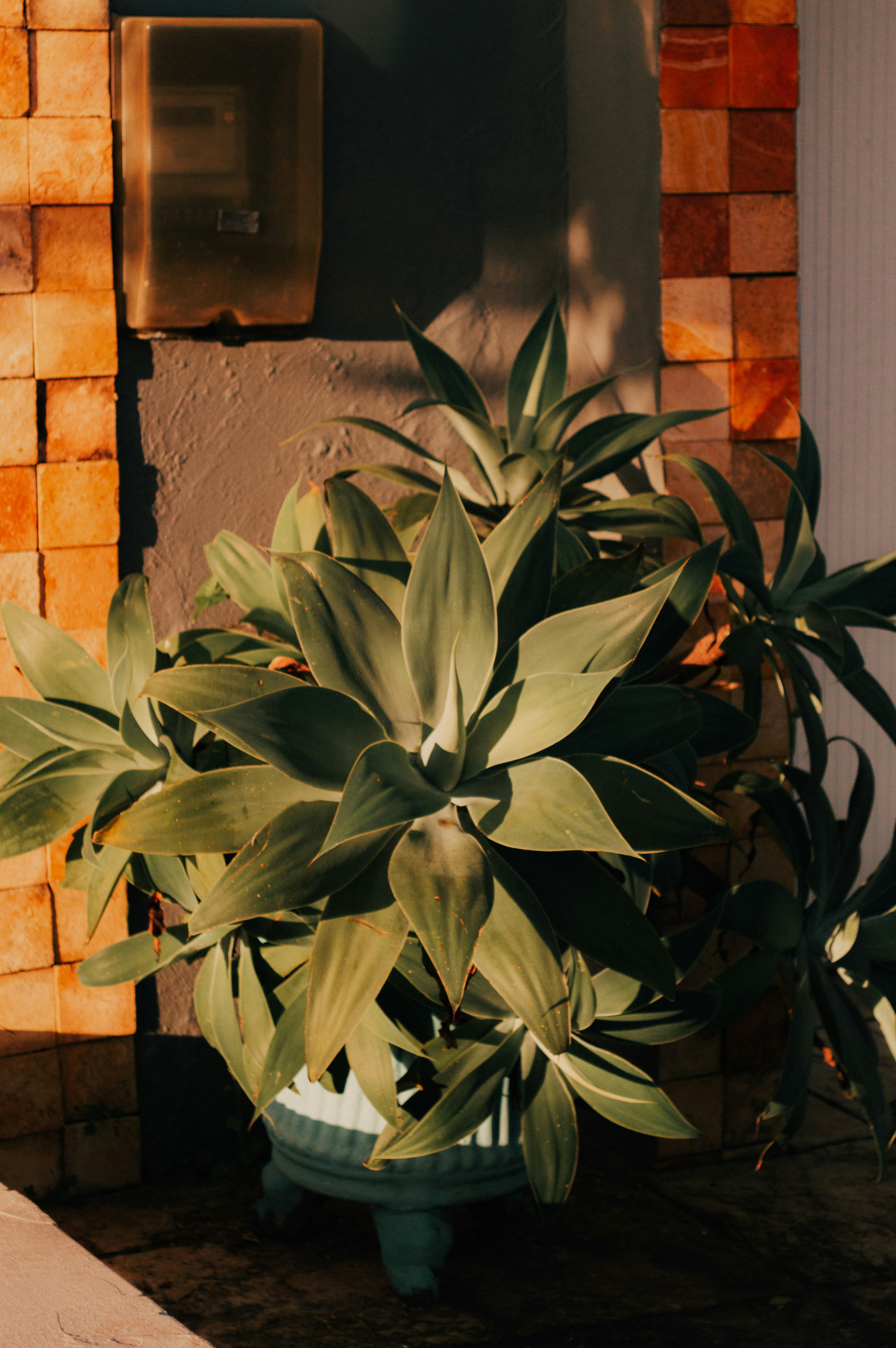 Sunlit Agave Tails: Ceramic Pot and Brick Wall Portrait